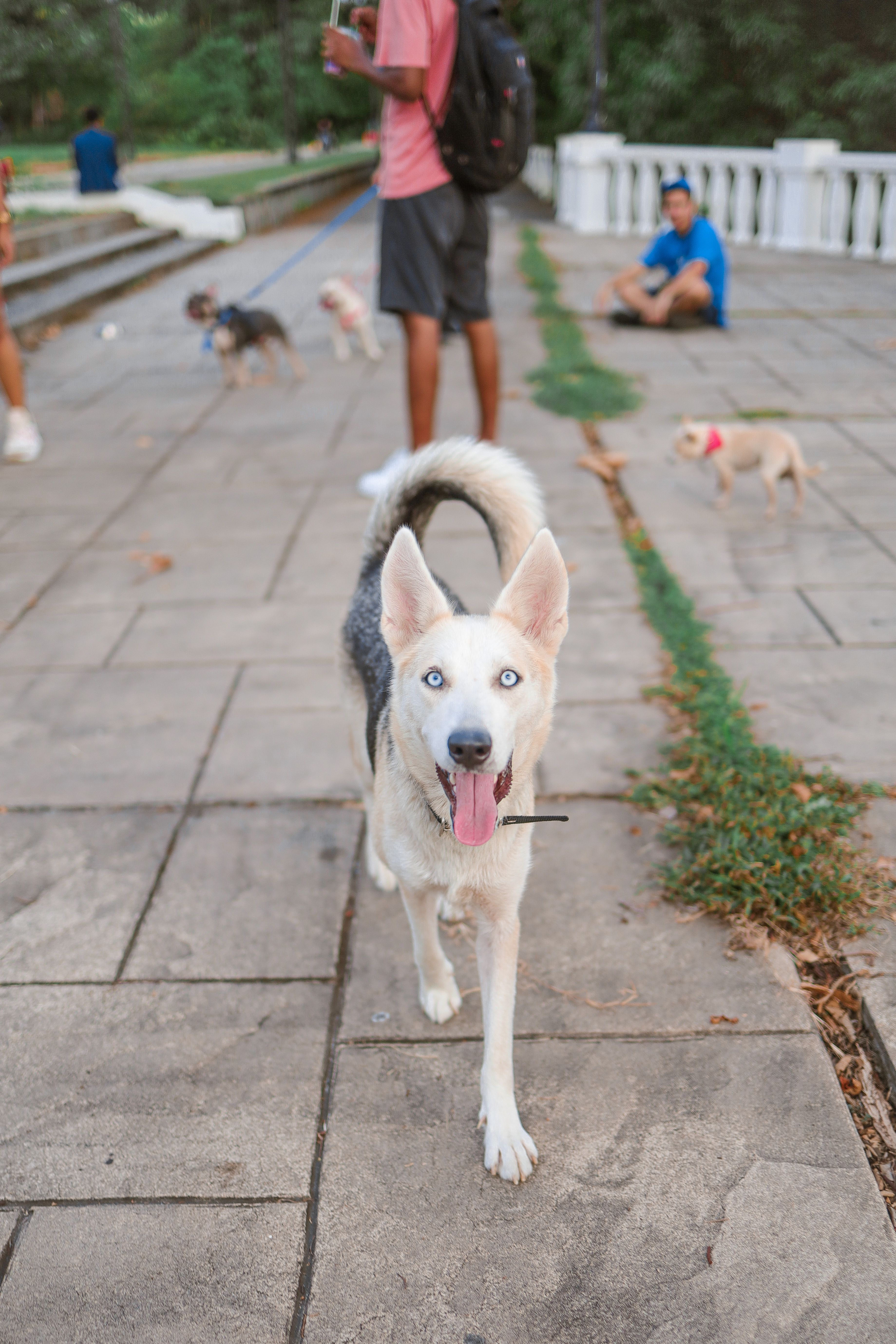 Dog Social Meet Photos, Download The BEST Free Dog Social Meet Stock ...