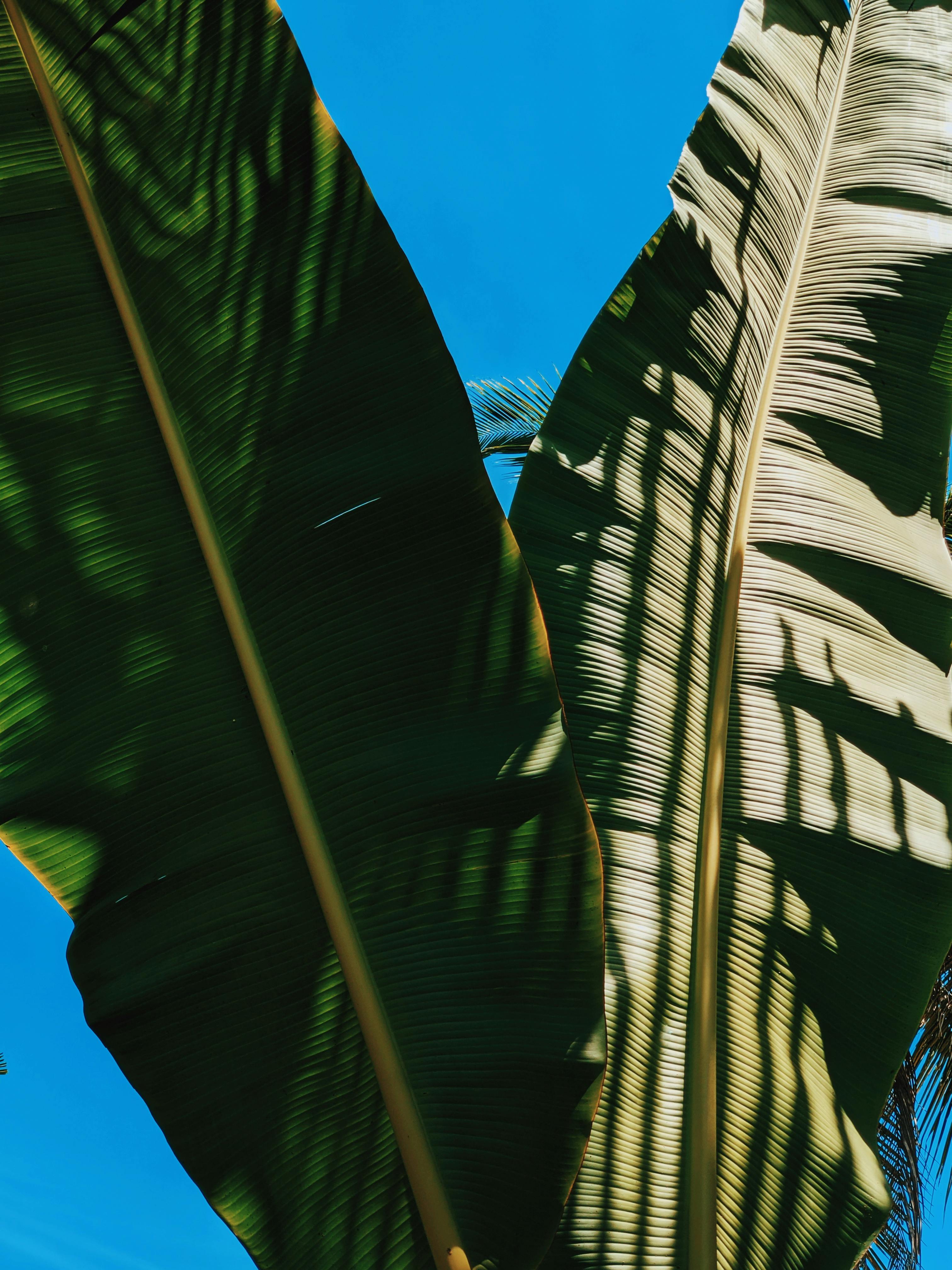 Hello Banana Photos, Download The BEST Free Hello Banana Stock Photos ...