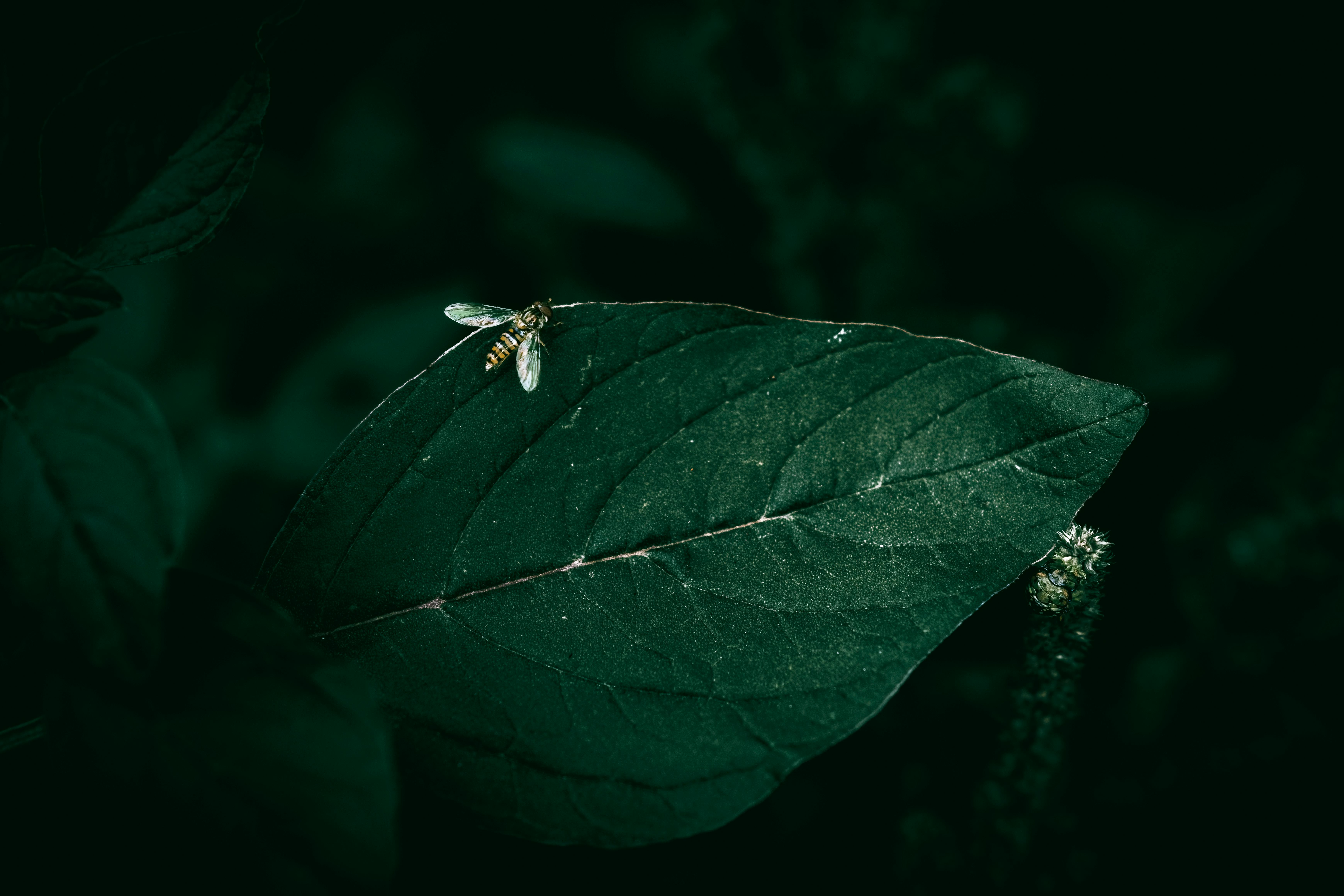 Coccinelle Insecte Photos, Download The BEST Free Coccinelle Insecte ...