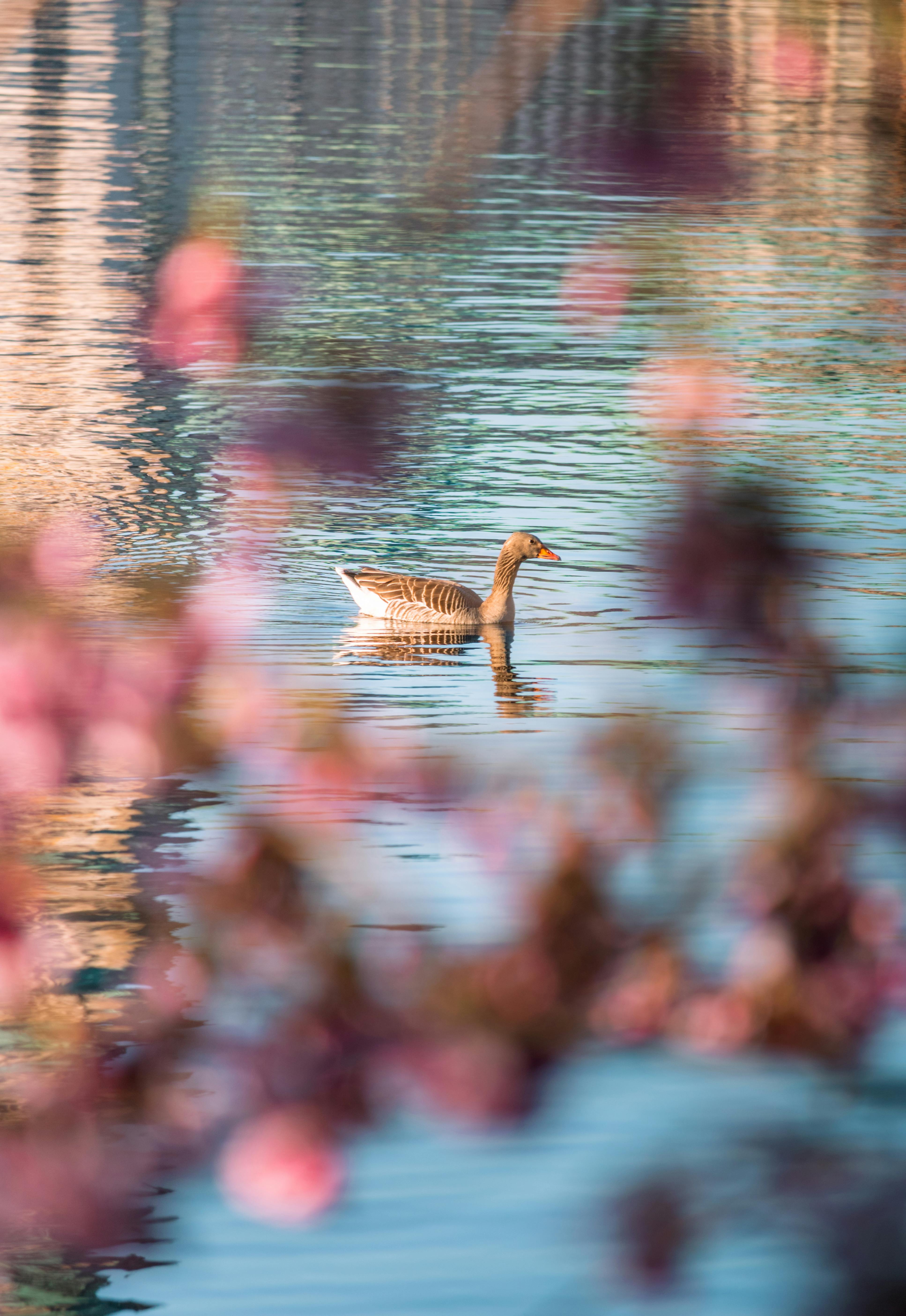 4k Wallpaper Pink Lock Screen Photos, Download The BEST Free 4k ...