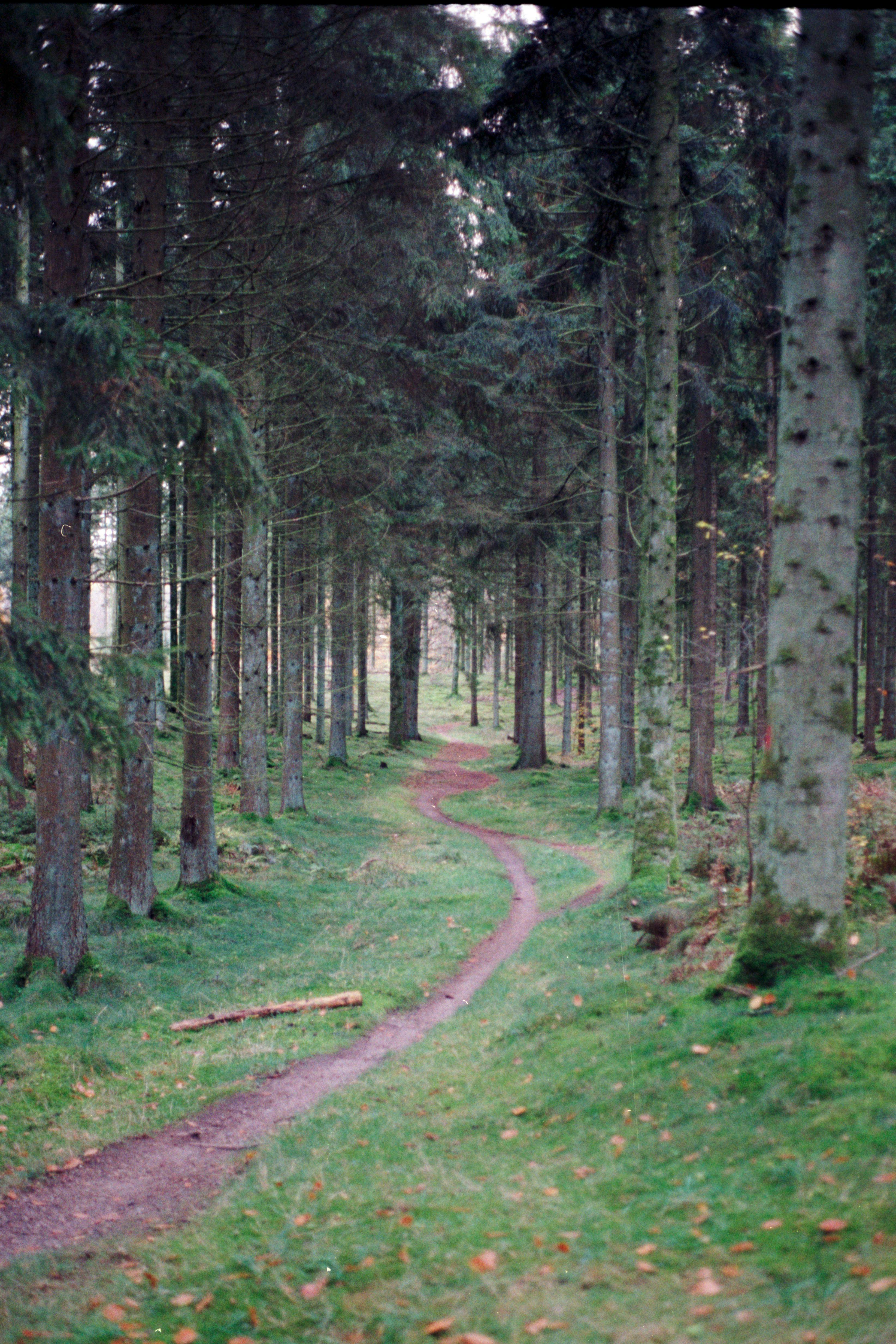 Woman In The Middle Of Forest · Free Stock Photo