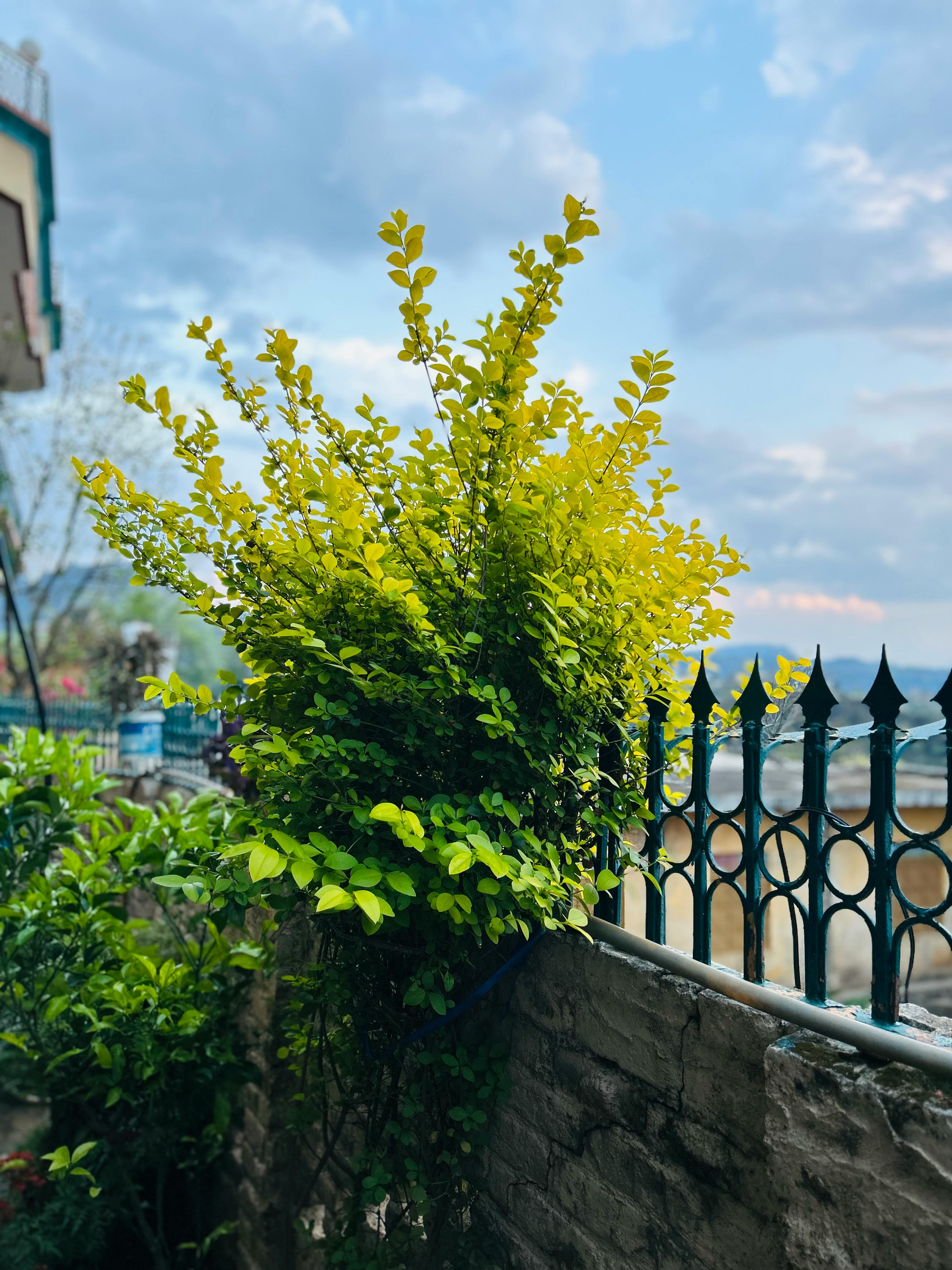 Ammaz Rasheed - 摄影