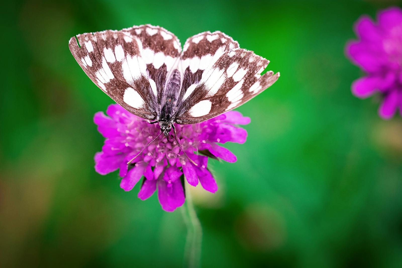 Butterfly Images Photos, Download The BEST Free Butterfly Images Stock ...