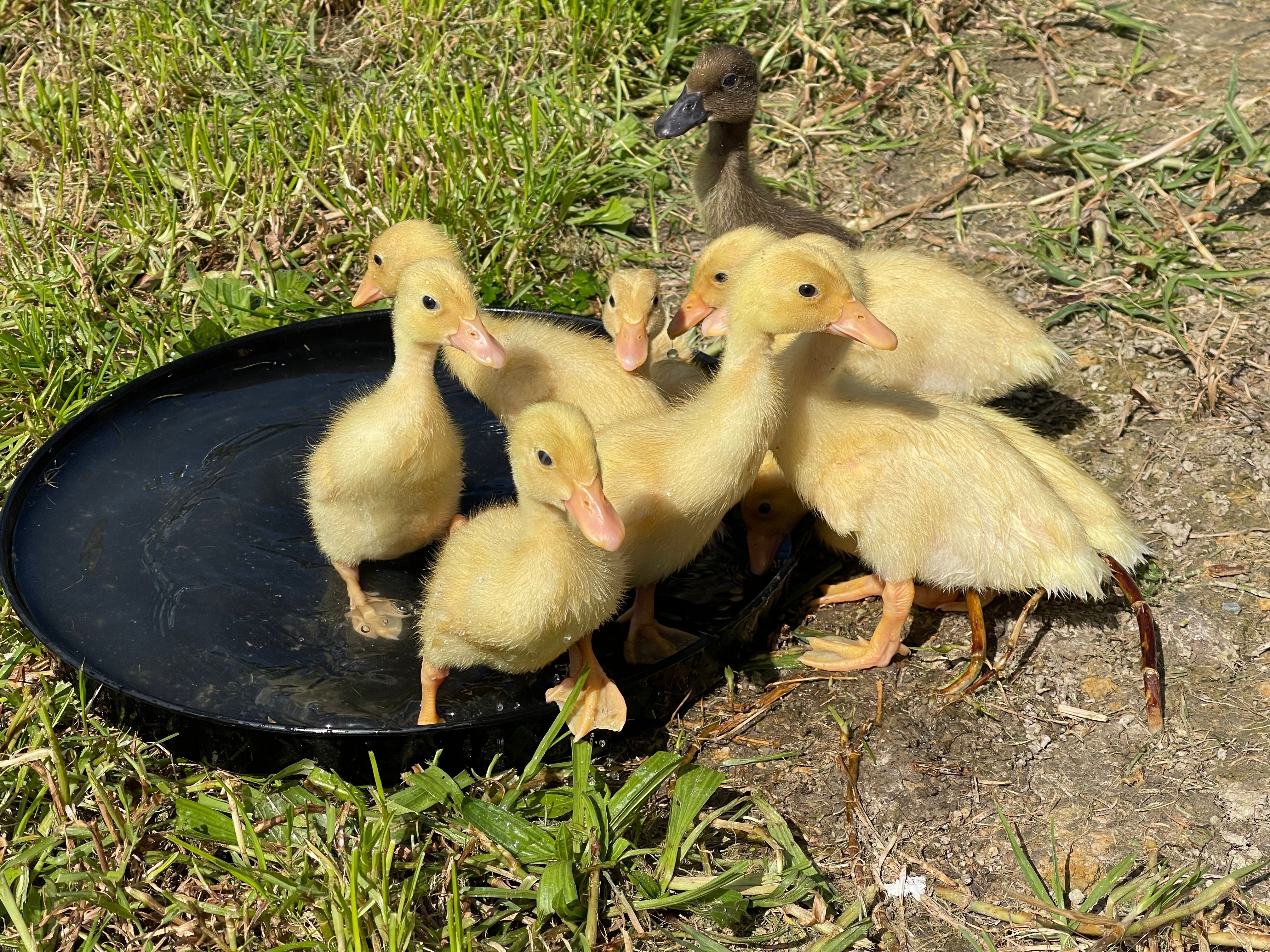 Flock of Ducklings Drinking Water from a Pan · Free Stock Photo