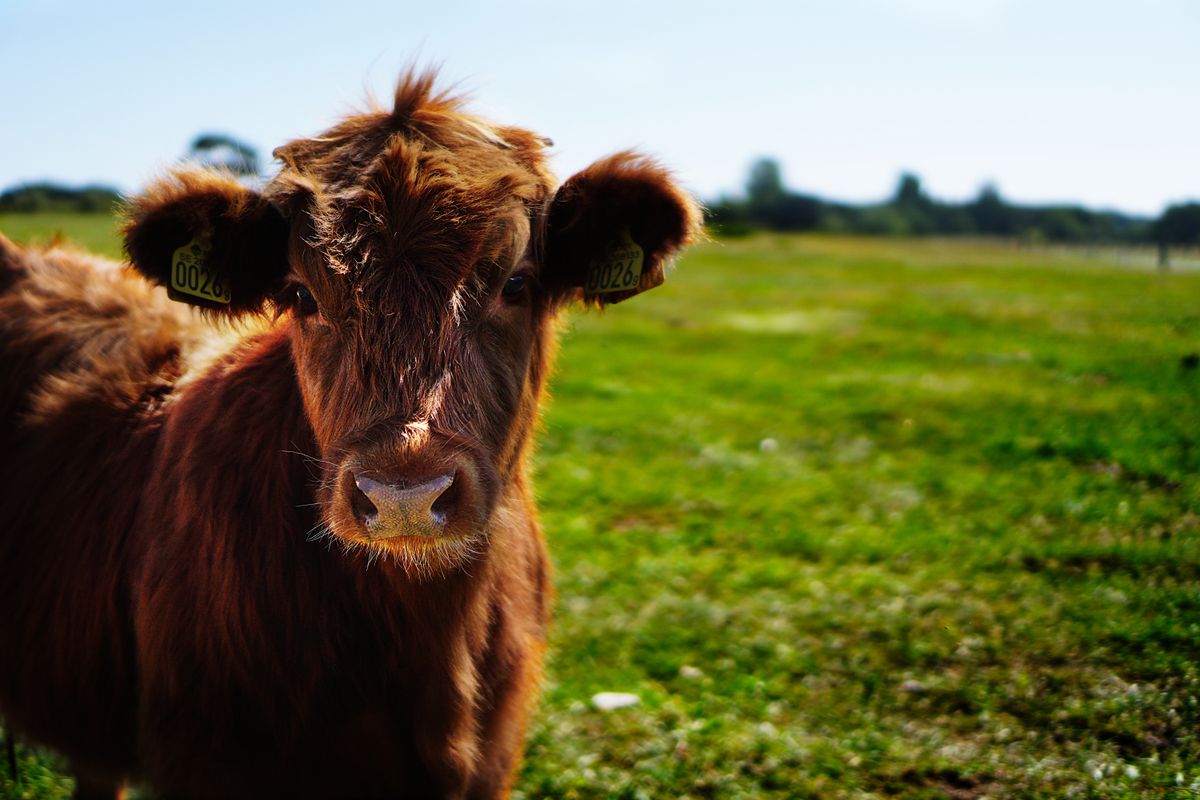 Farm Animals Photos, Download The BEST Free Farm Animals Stock Photos ...