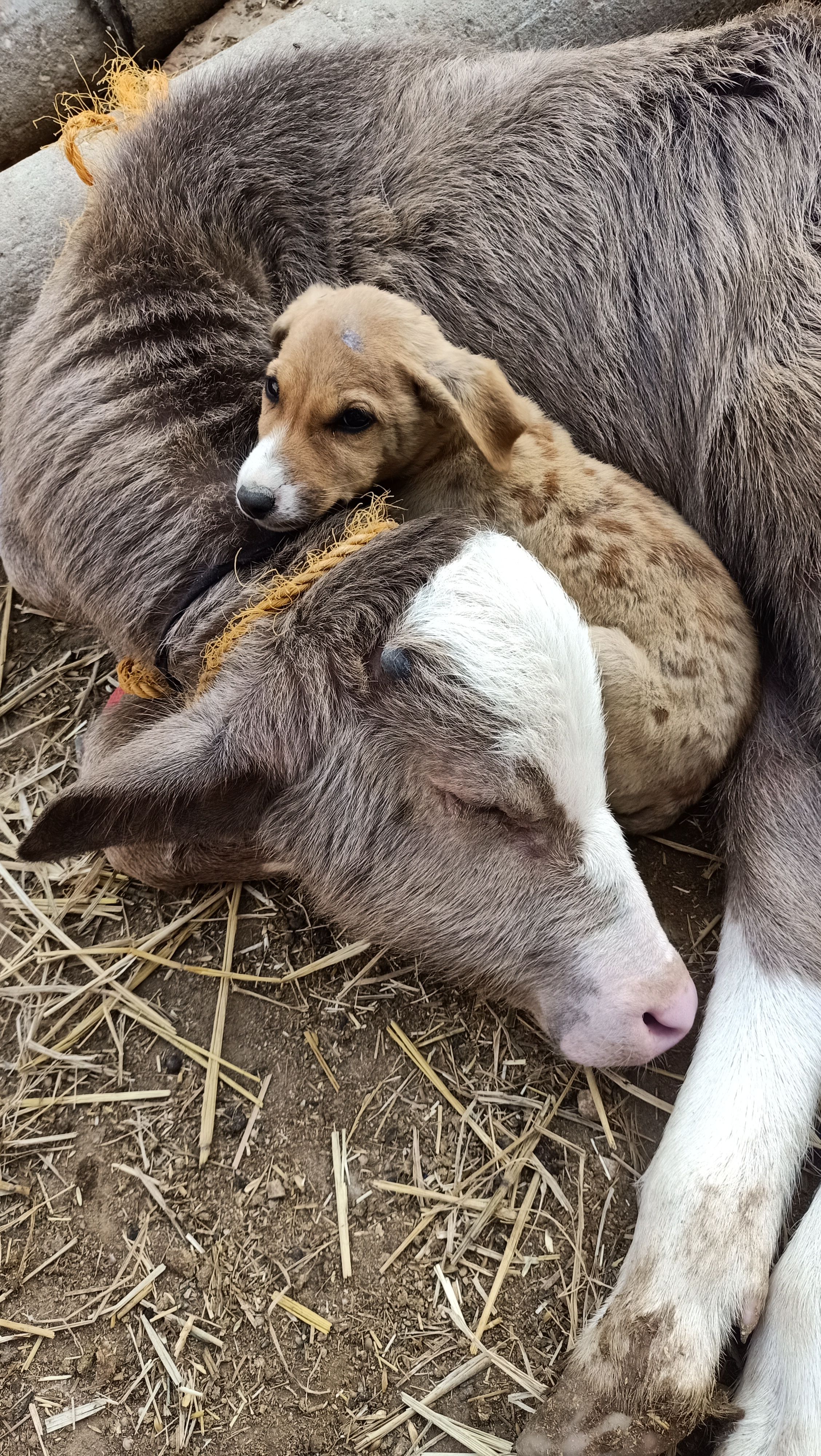 Dog and Lama Sleeping on the Ground · Free Stock Photo