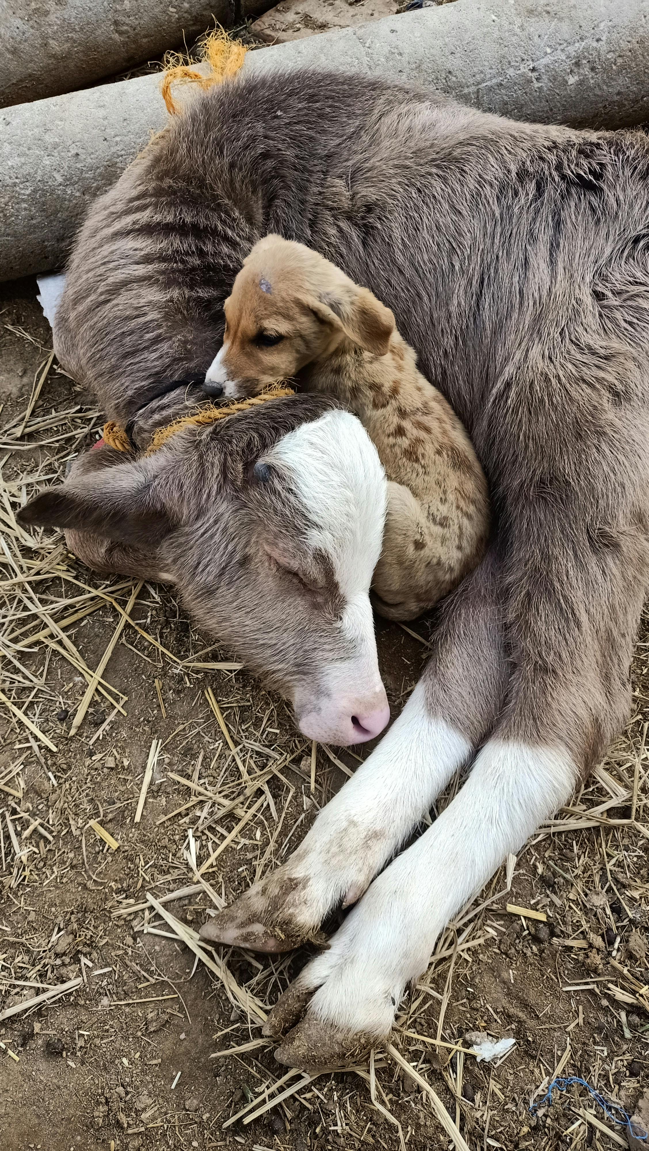 Lama and Puppy Sleeping Together · Free Stock Photo