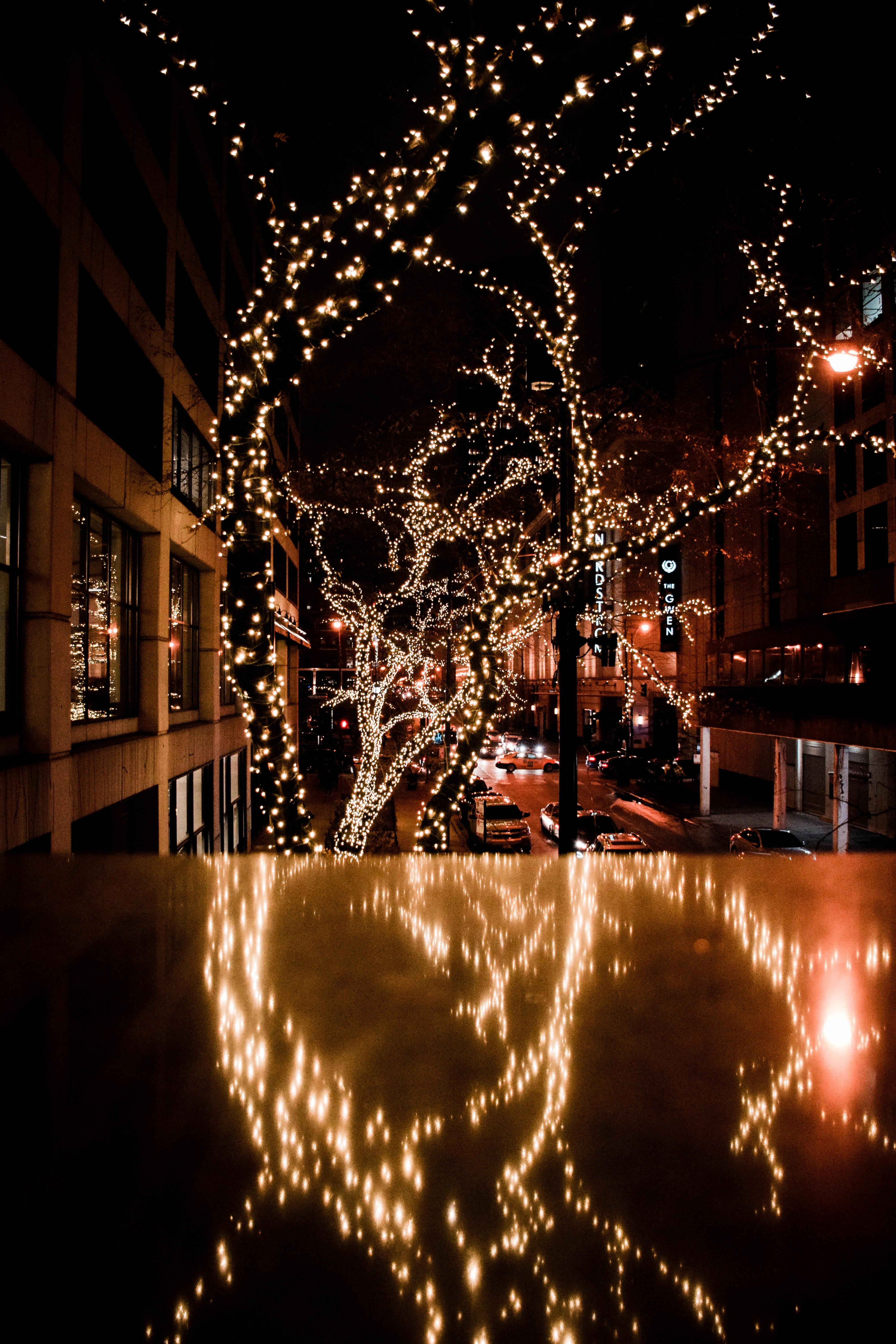 Tree Covered With String Lights · Free Stock Photo
