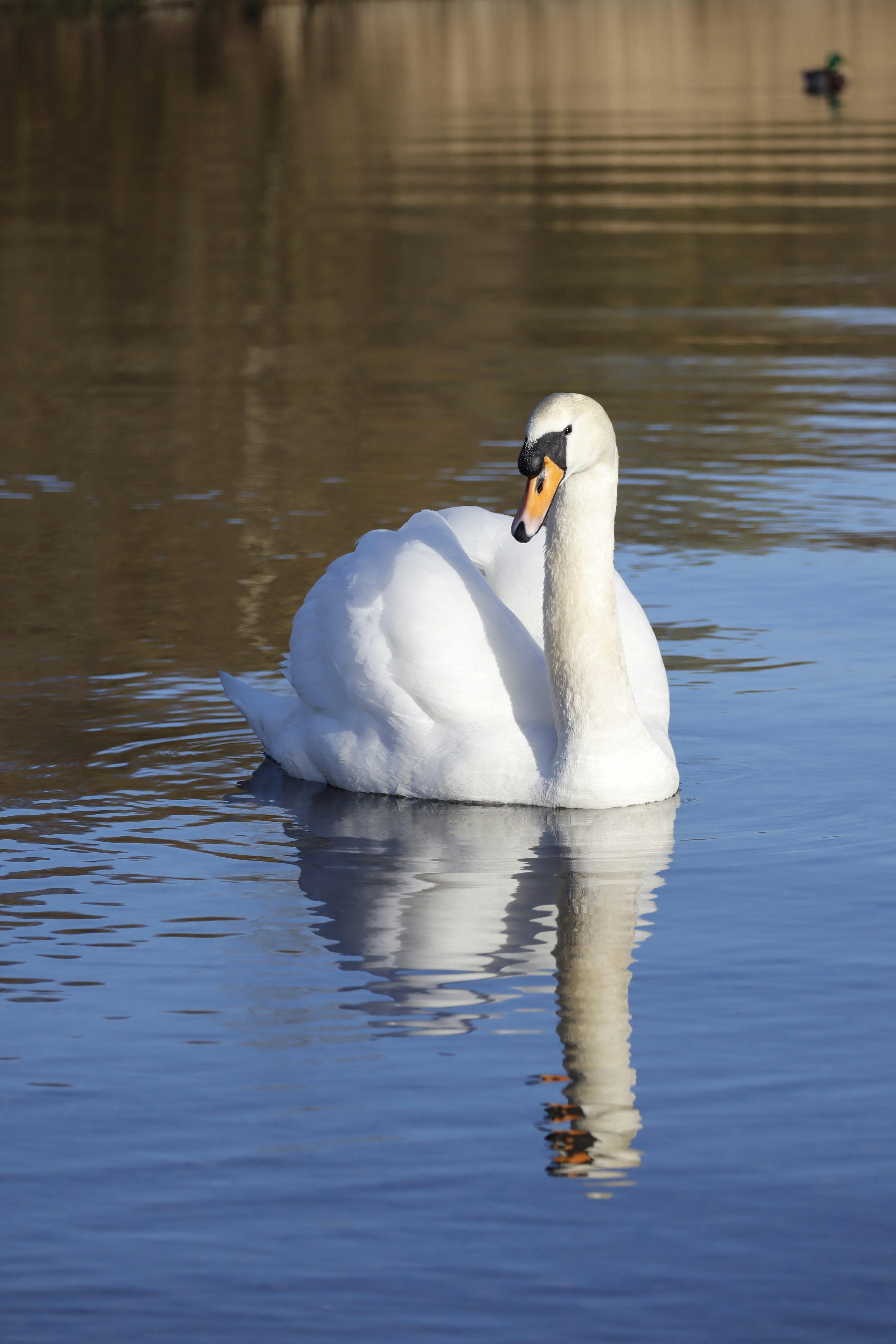 Swan Swimming on Pool · Free Stock Photo
