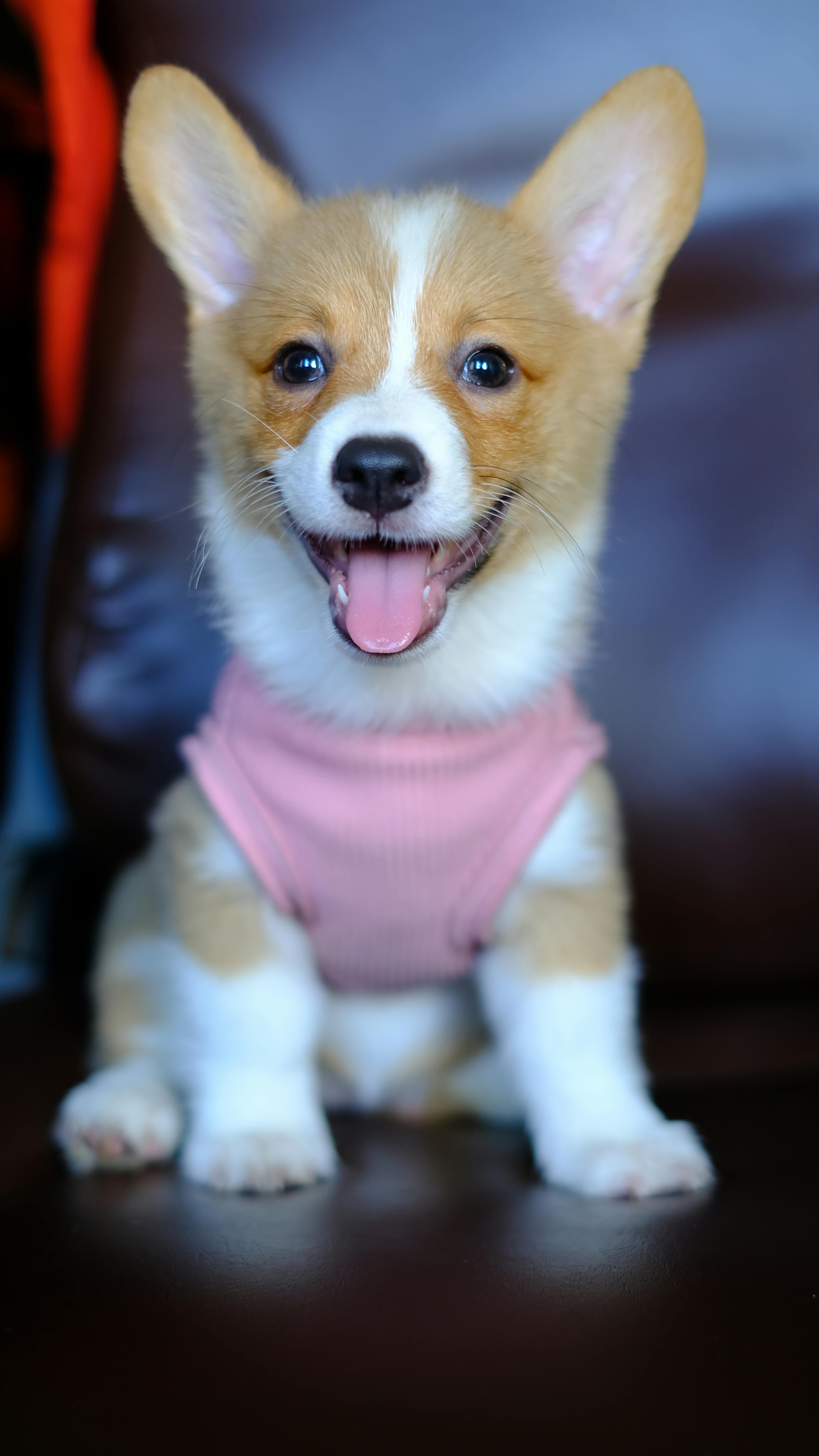 Geget Valenzuela - 摄影