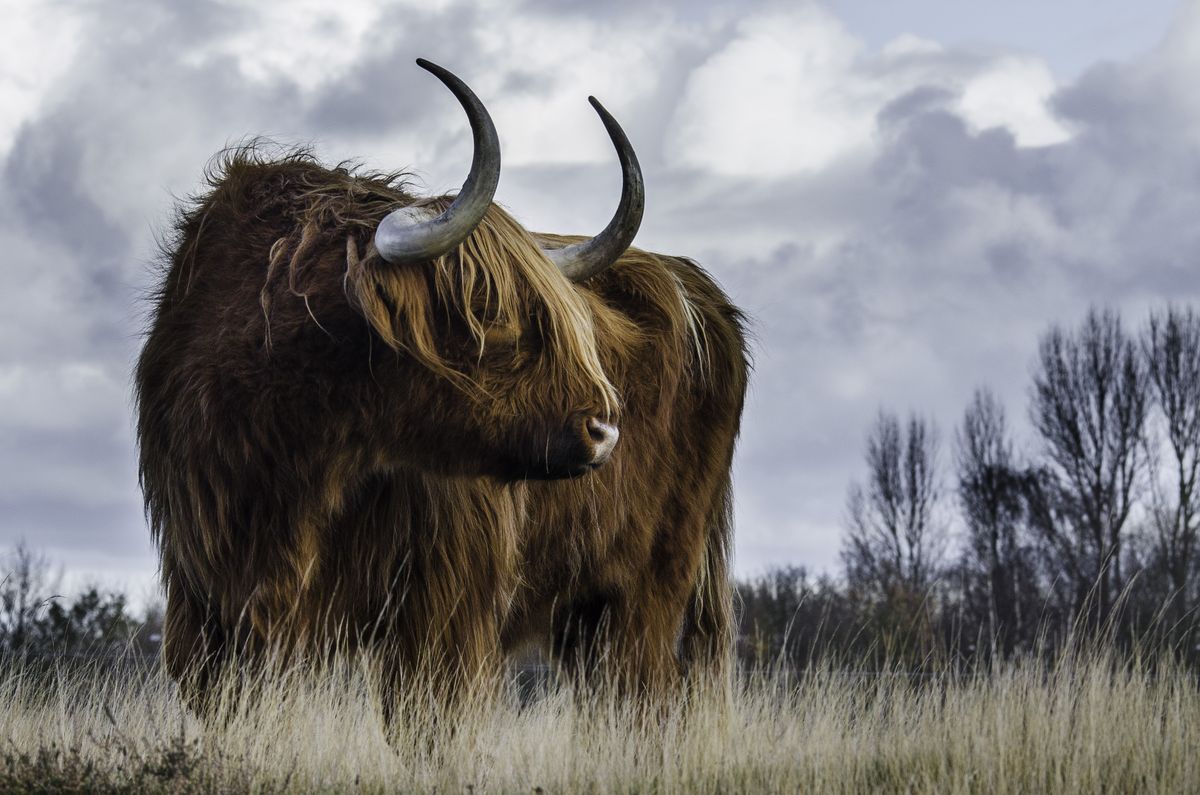 Beef Cattle Photos, Download The BEST Free Beef Cattle Stock Photos ...