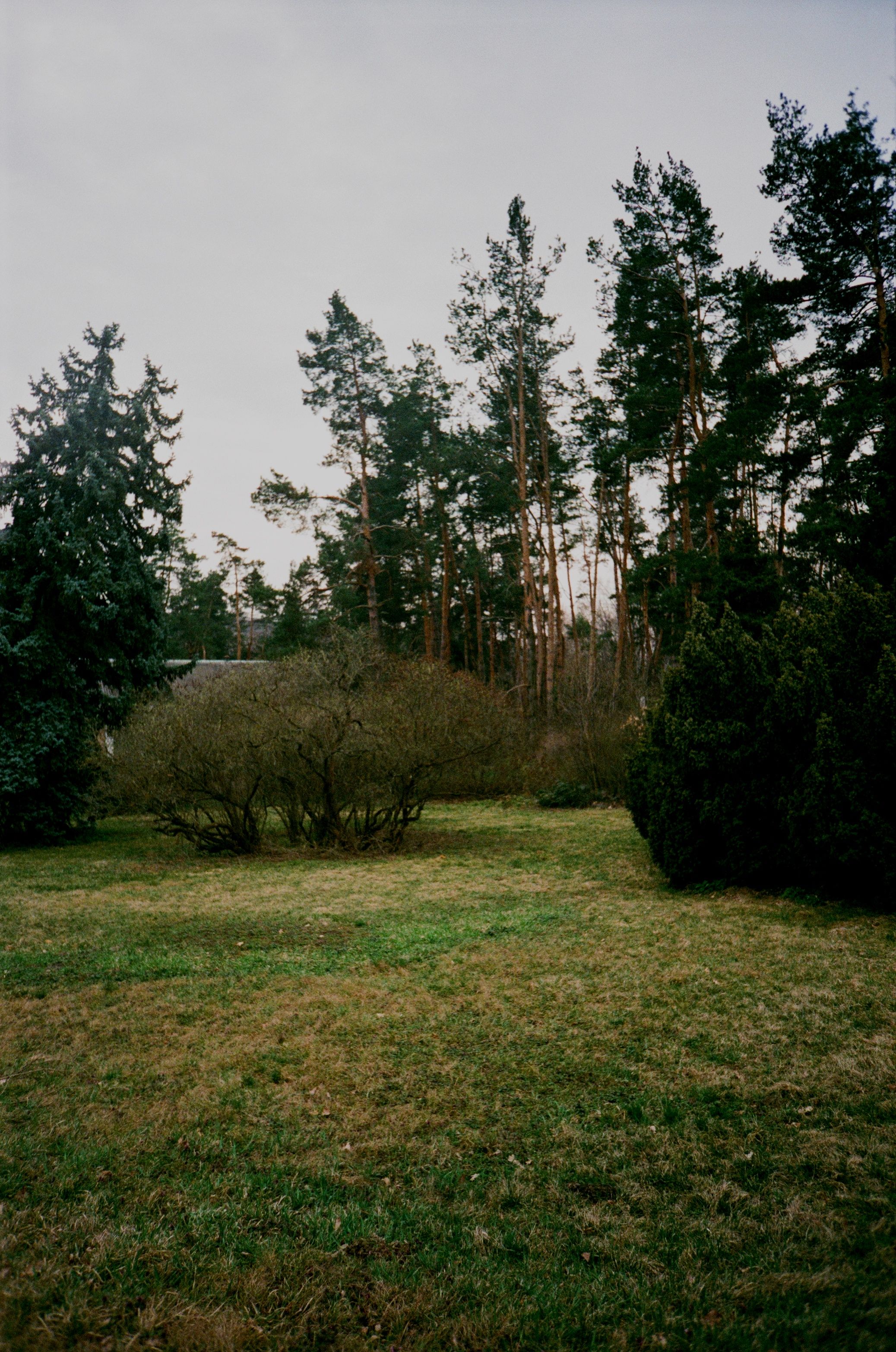 Trees in Countryside · Free Stock Photo