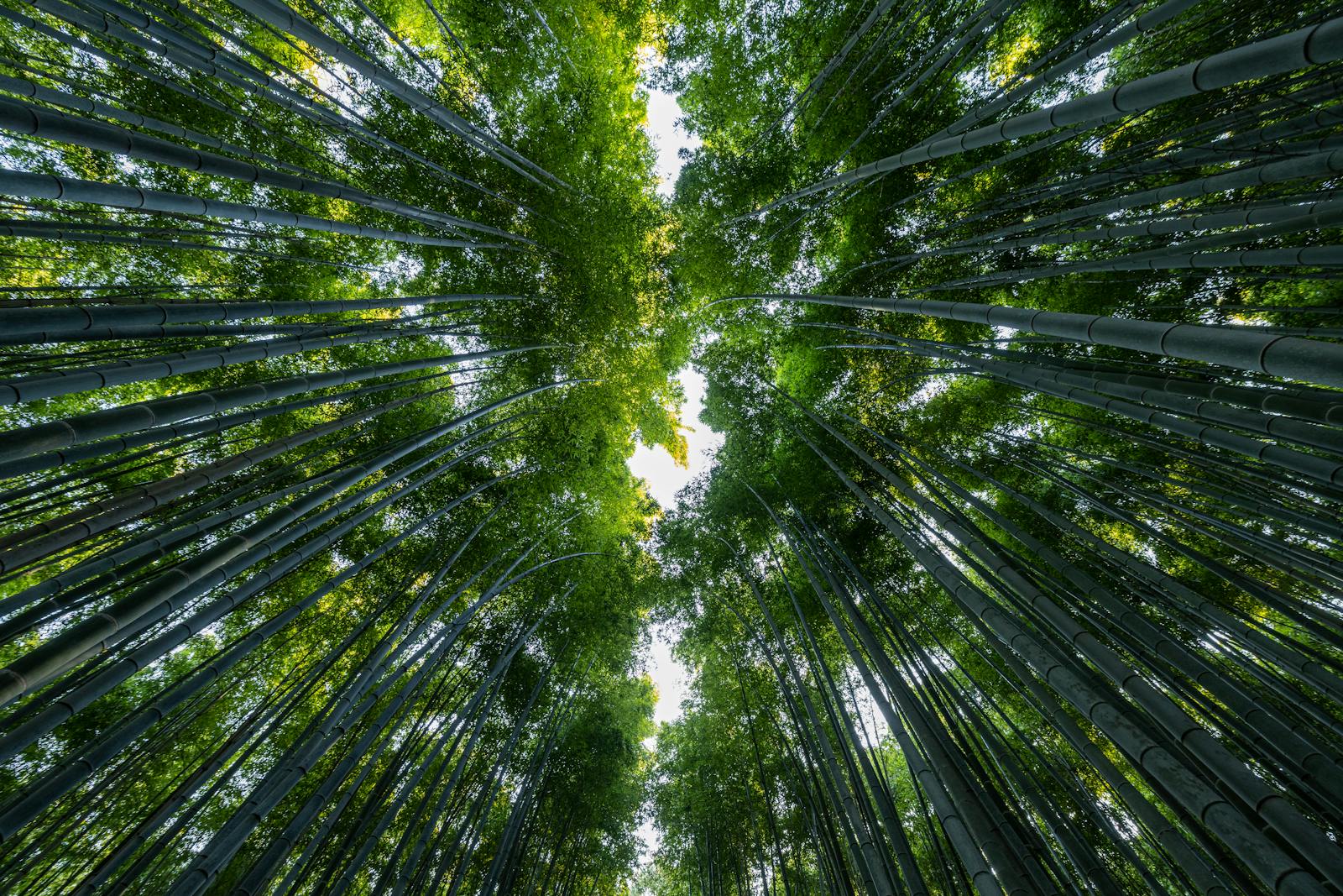 Bamboo Drip Irrigation Photos, Download The BEST Free Bamboo Drip ...