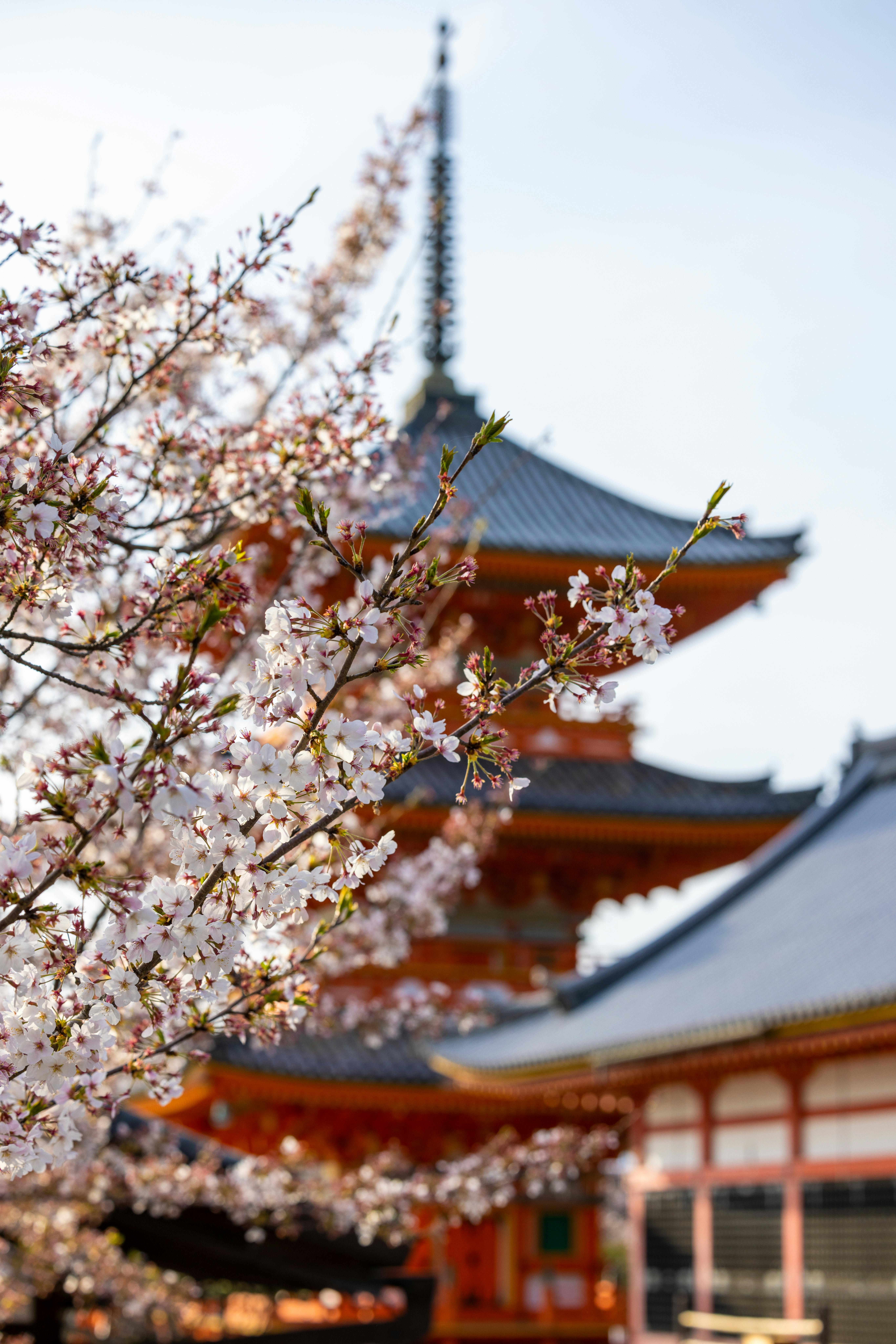 Daikaku-ji Temple behind Cherry Blossom Branches in Kyoto, Japan · Free ...
