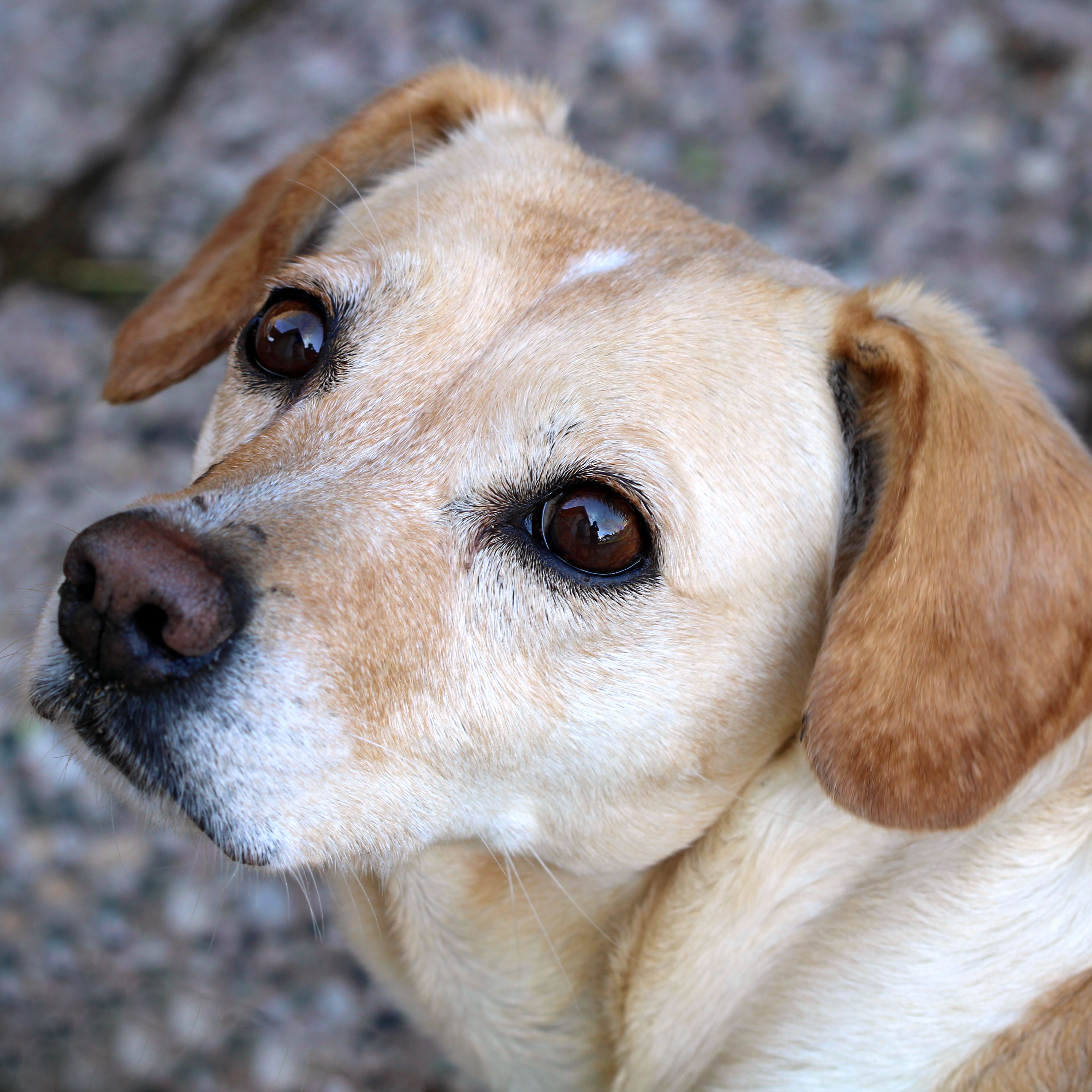 Portrait of a Little Dog on a Pavement · Free Stock Photo