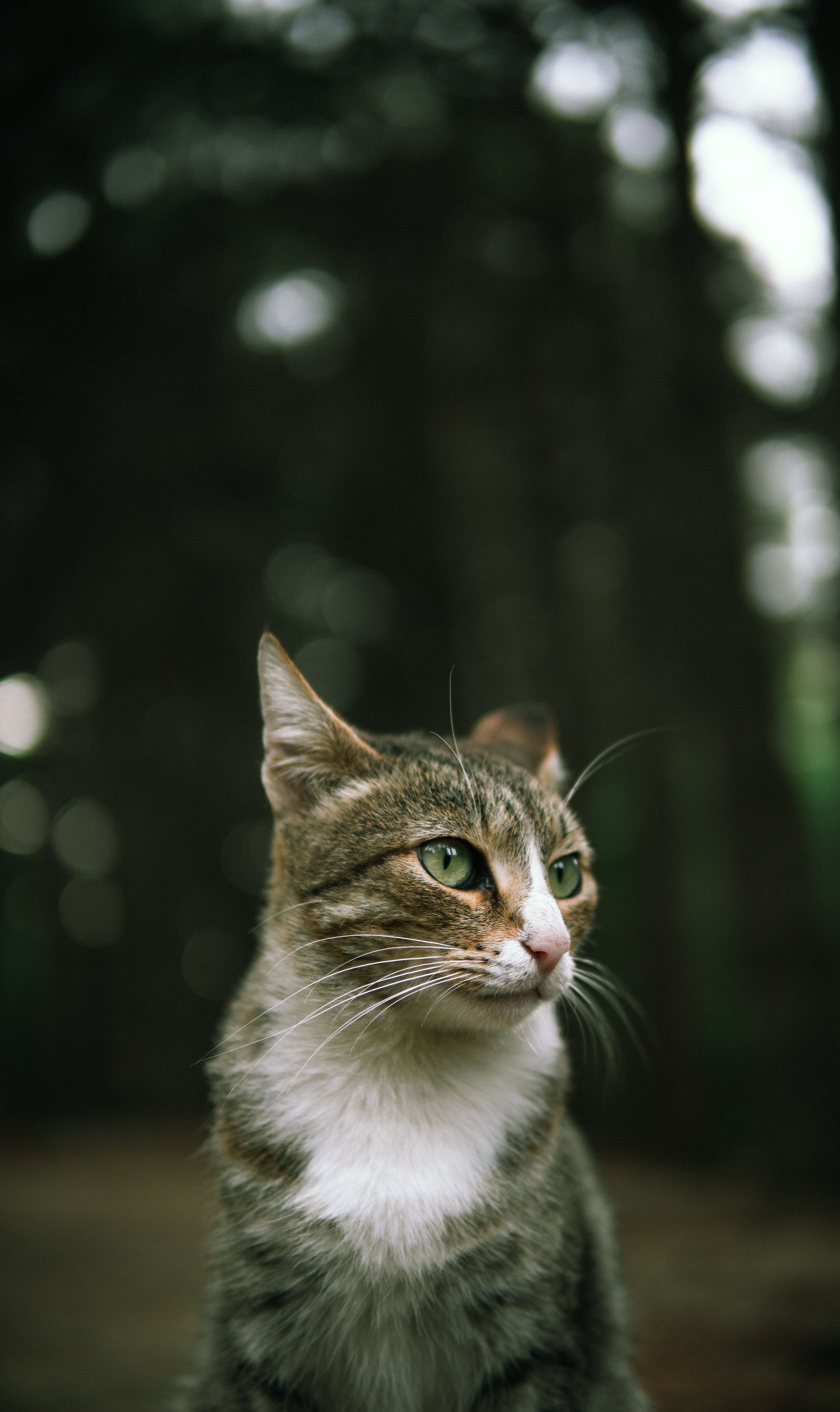 Portrait of a Tabby Cat · Free Stock Photo