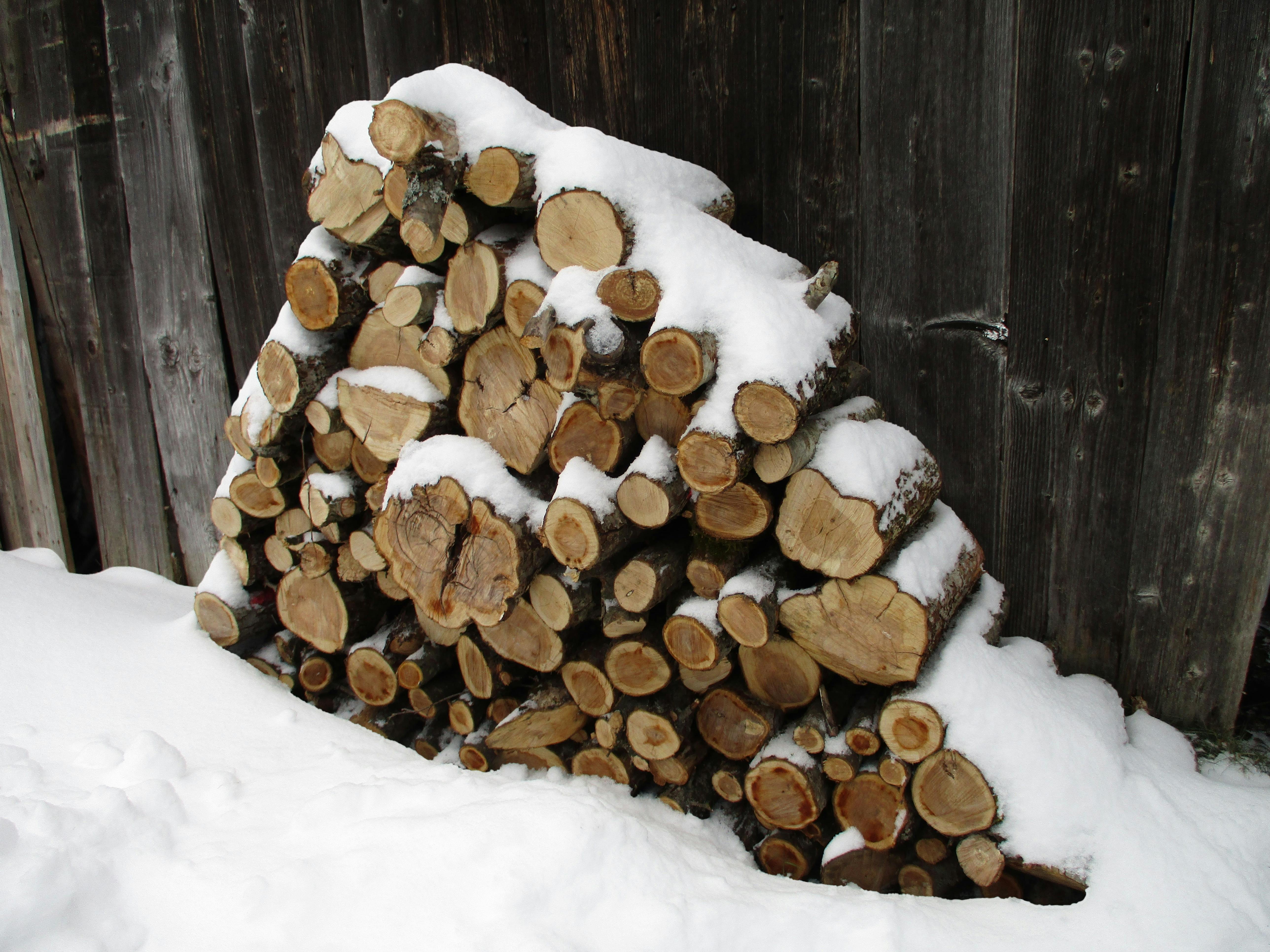 Tree Logs in Winter · Free Stock Photo