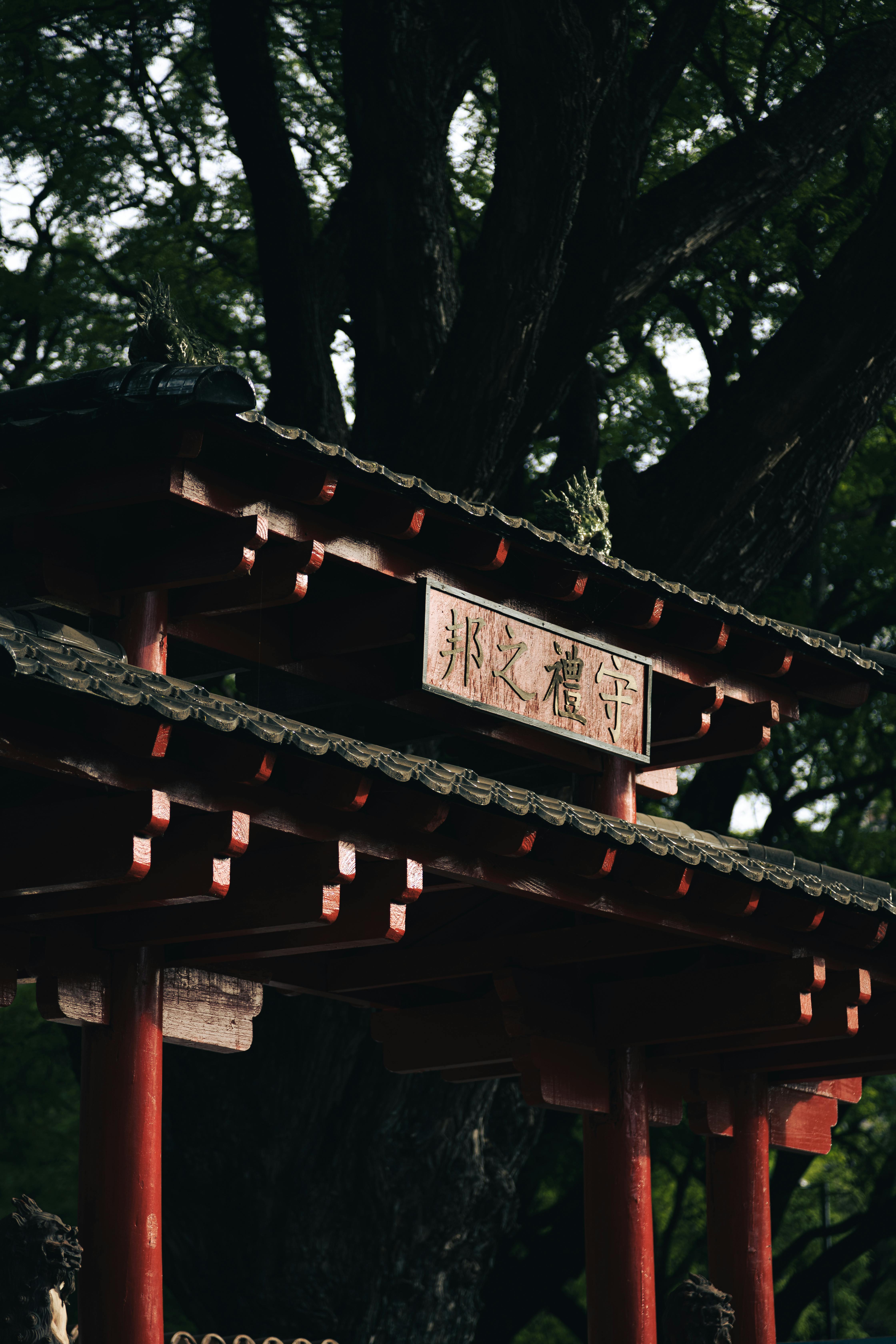 Writing Tree Photos, Download The BEST Free Writing Tree Stock Photos ...