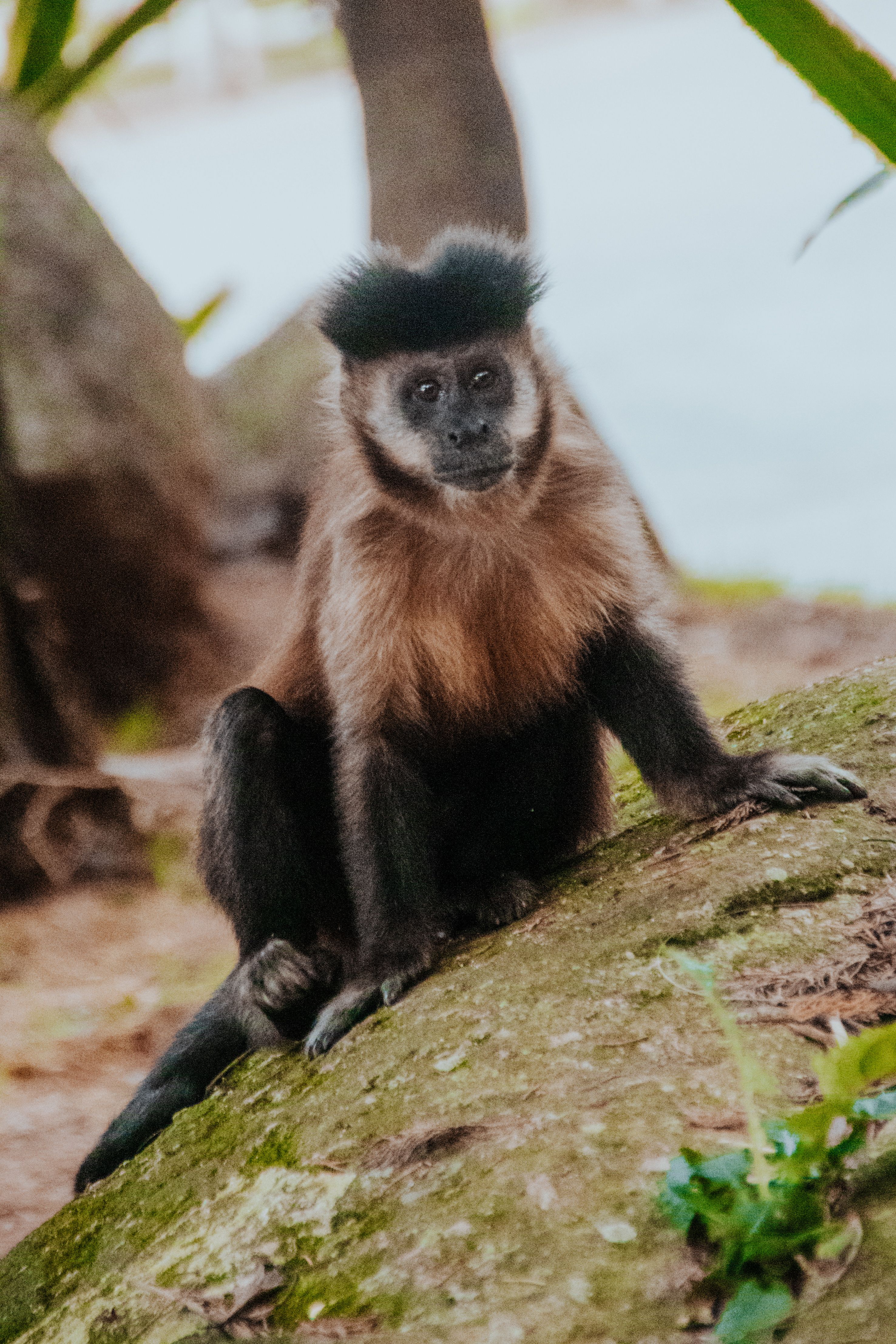 Monkey on Ground · Free Stock Photo
