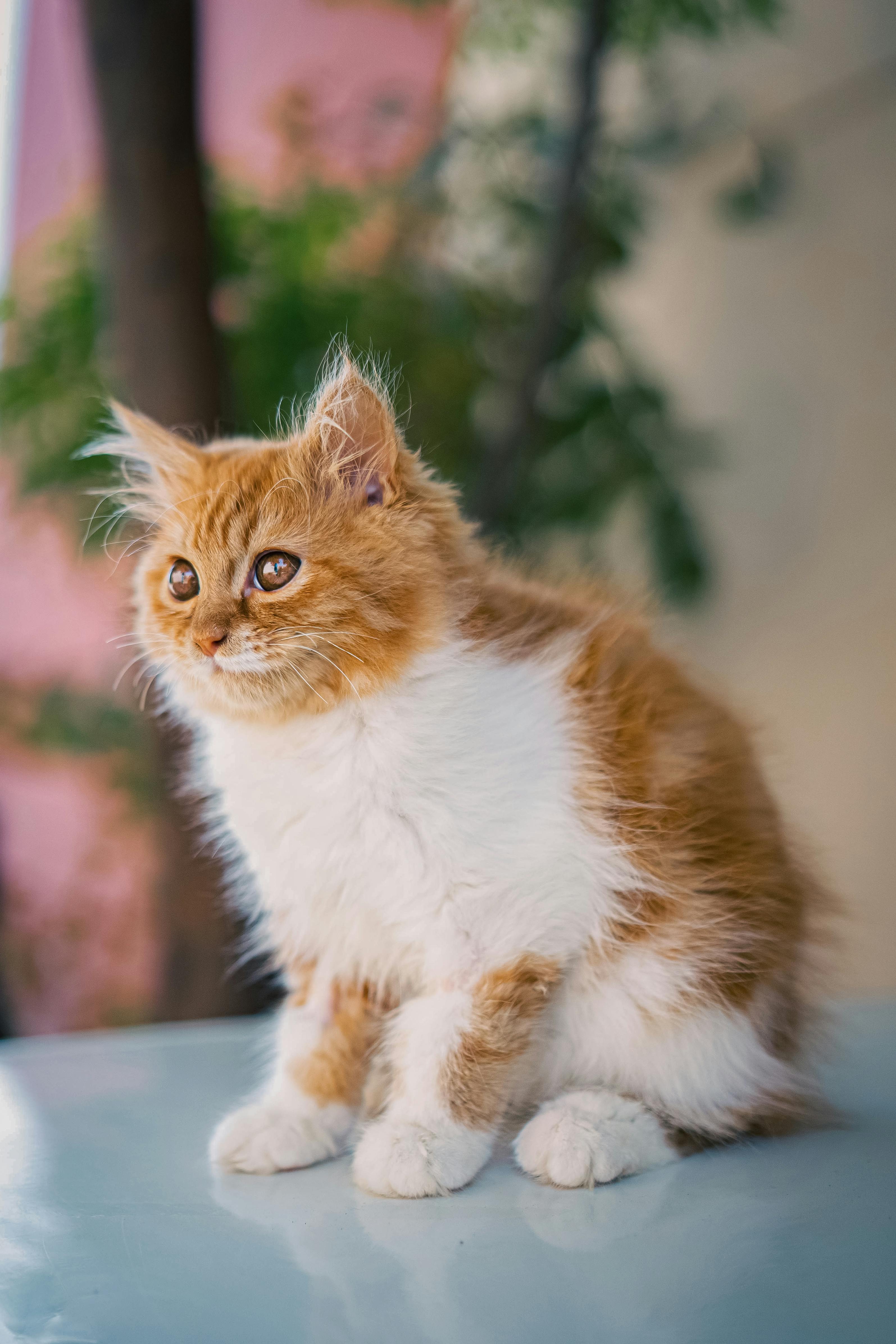 Fluffy Ginger Cat · Free Stock Photo