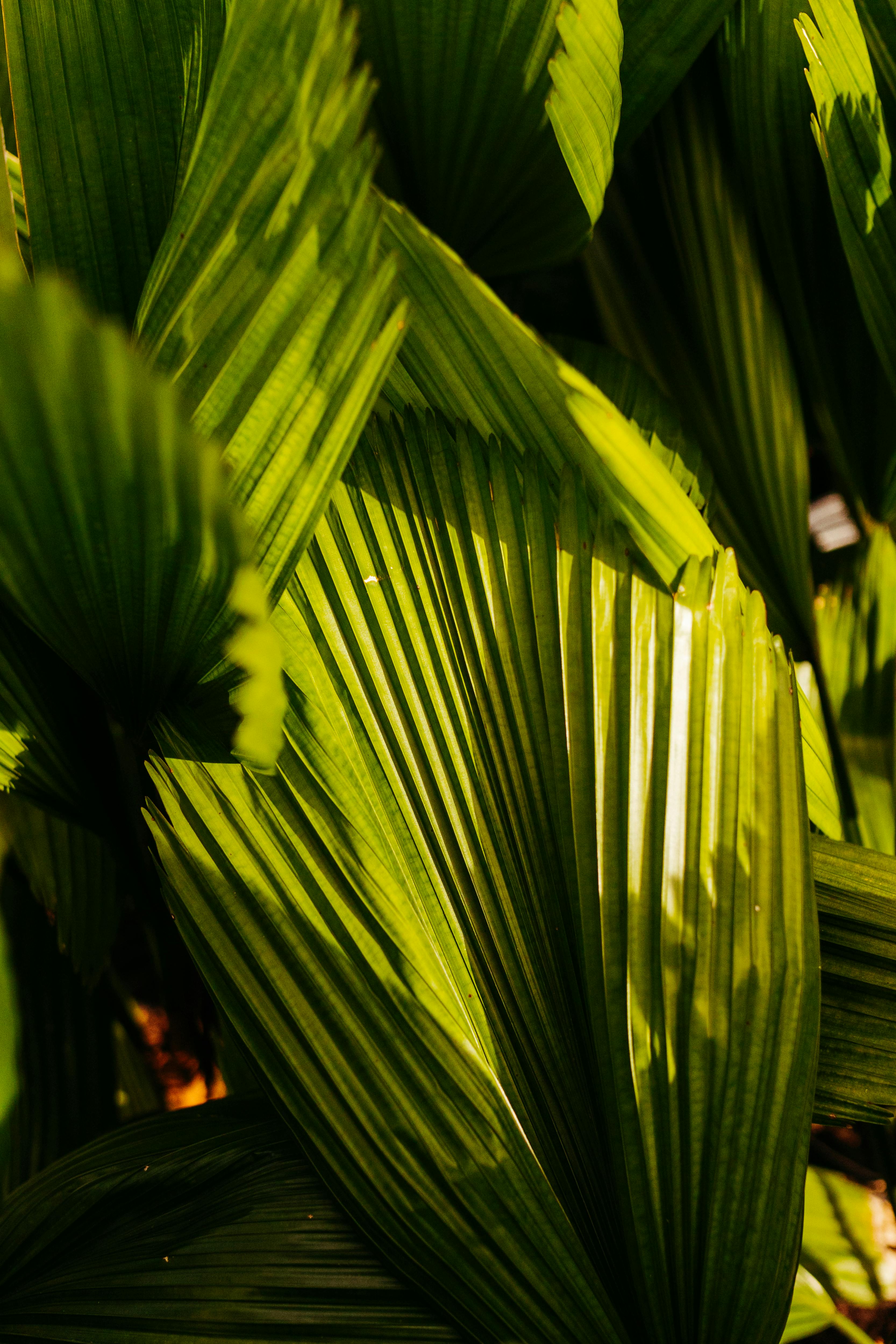 Fleshy Leaves against White Background · Free Stock Photo