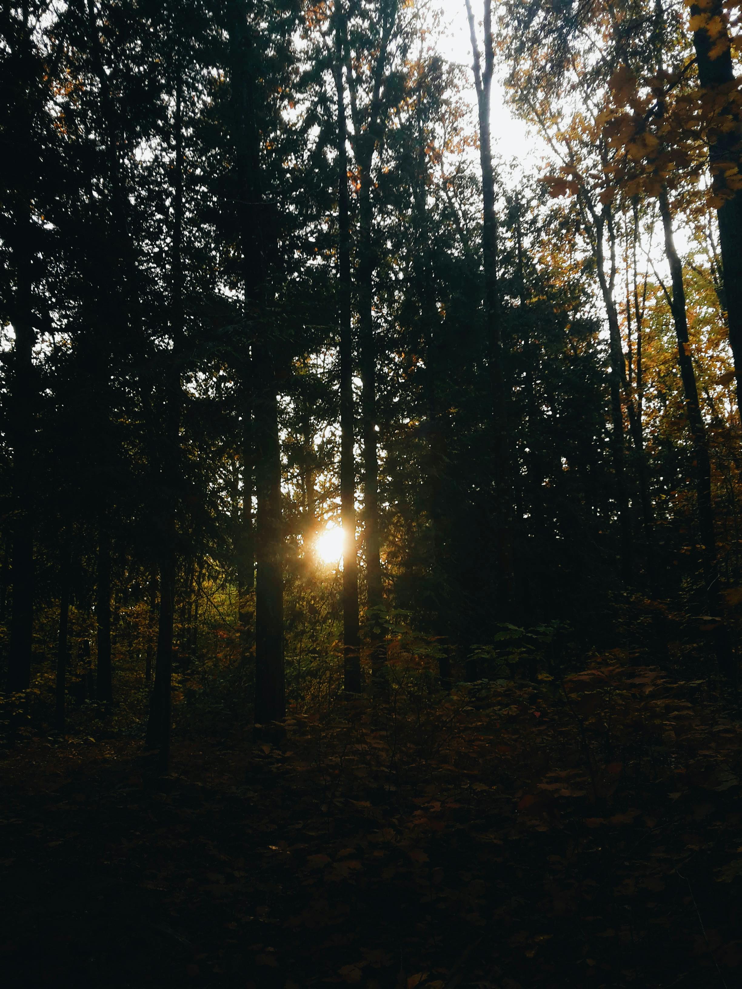 Sun Behind Trees in Forest · Free Stock Photo