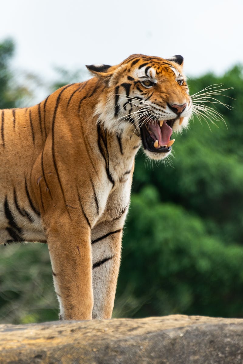 Tiger Roar Photos, Download The BEST Free Tiger Roar Stock Photos & HD ...