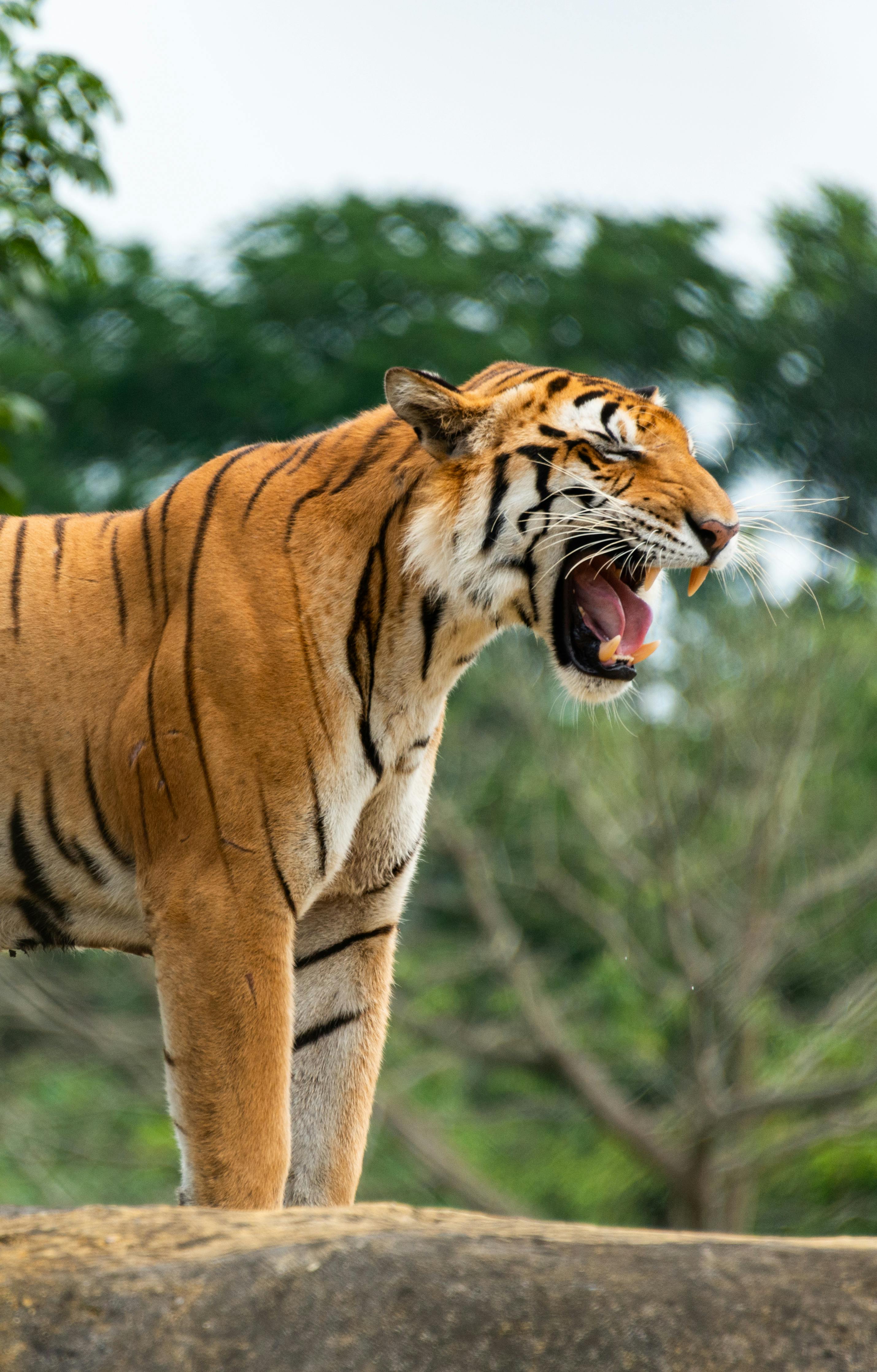 Roaring Bengal Tiger in Natural Habitat · Free Stock Photo