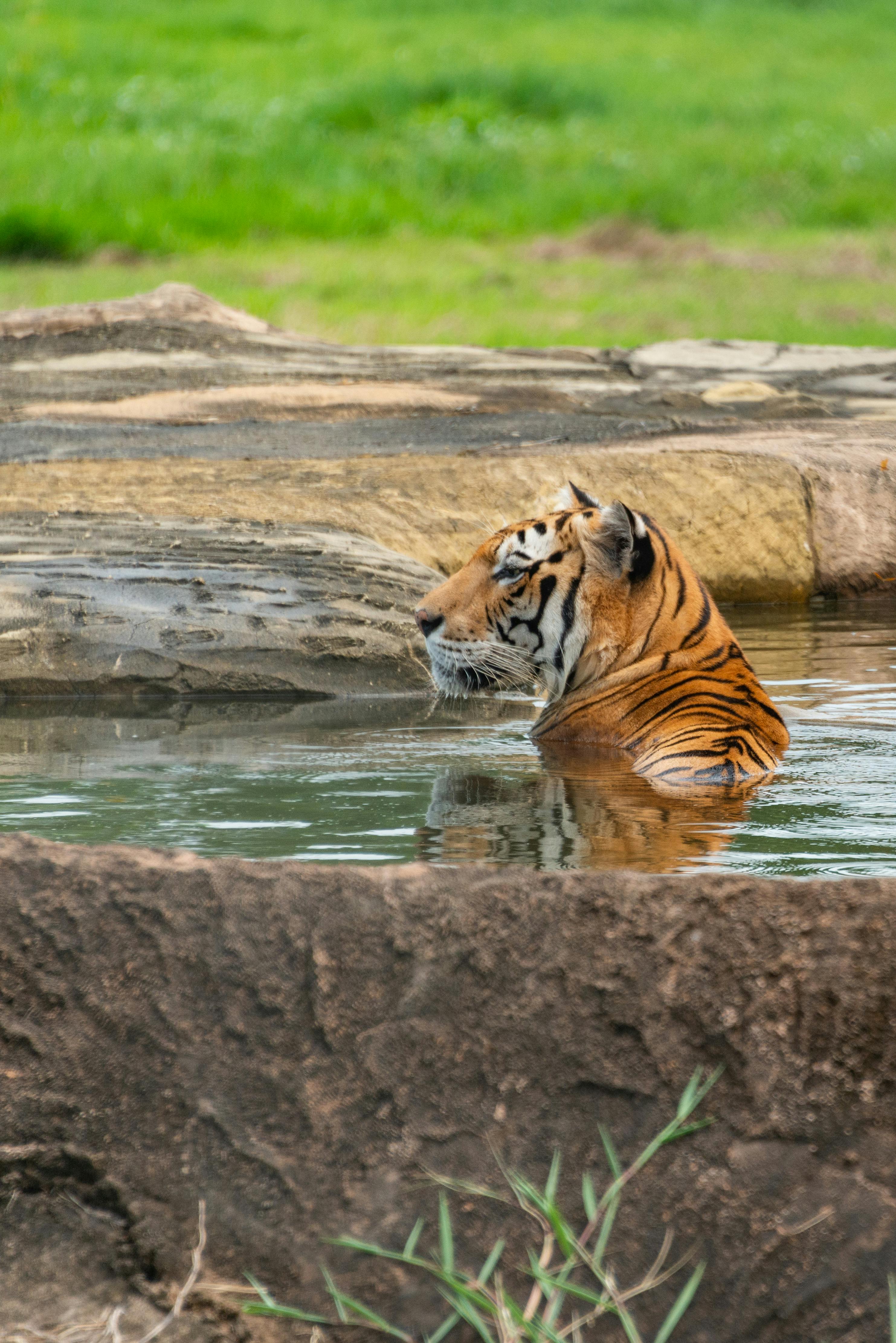 Tiger in Pool · Free Stock Photo