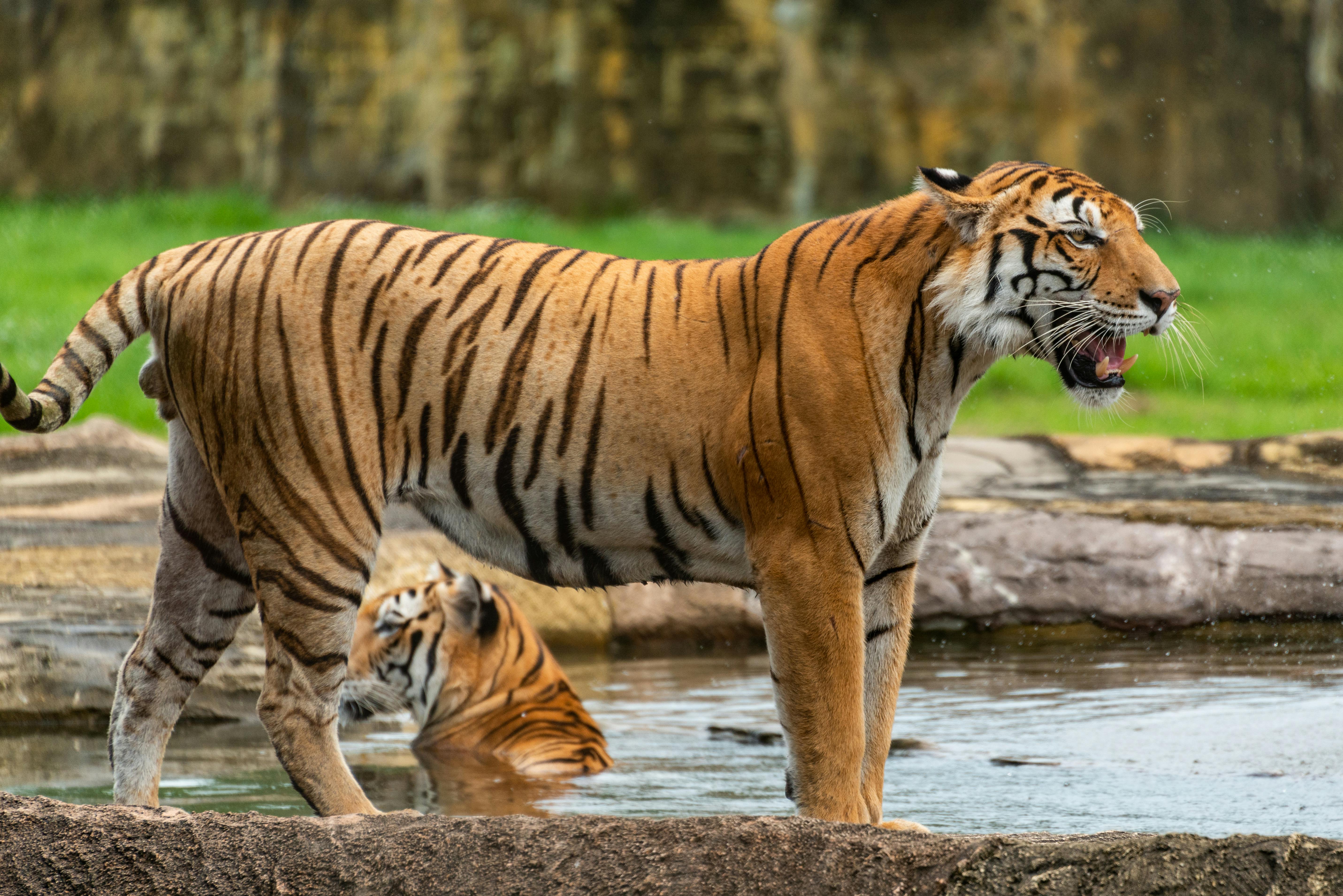 Tigers in Zoo · Free Stock Photo