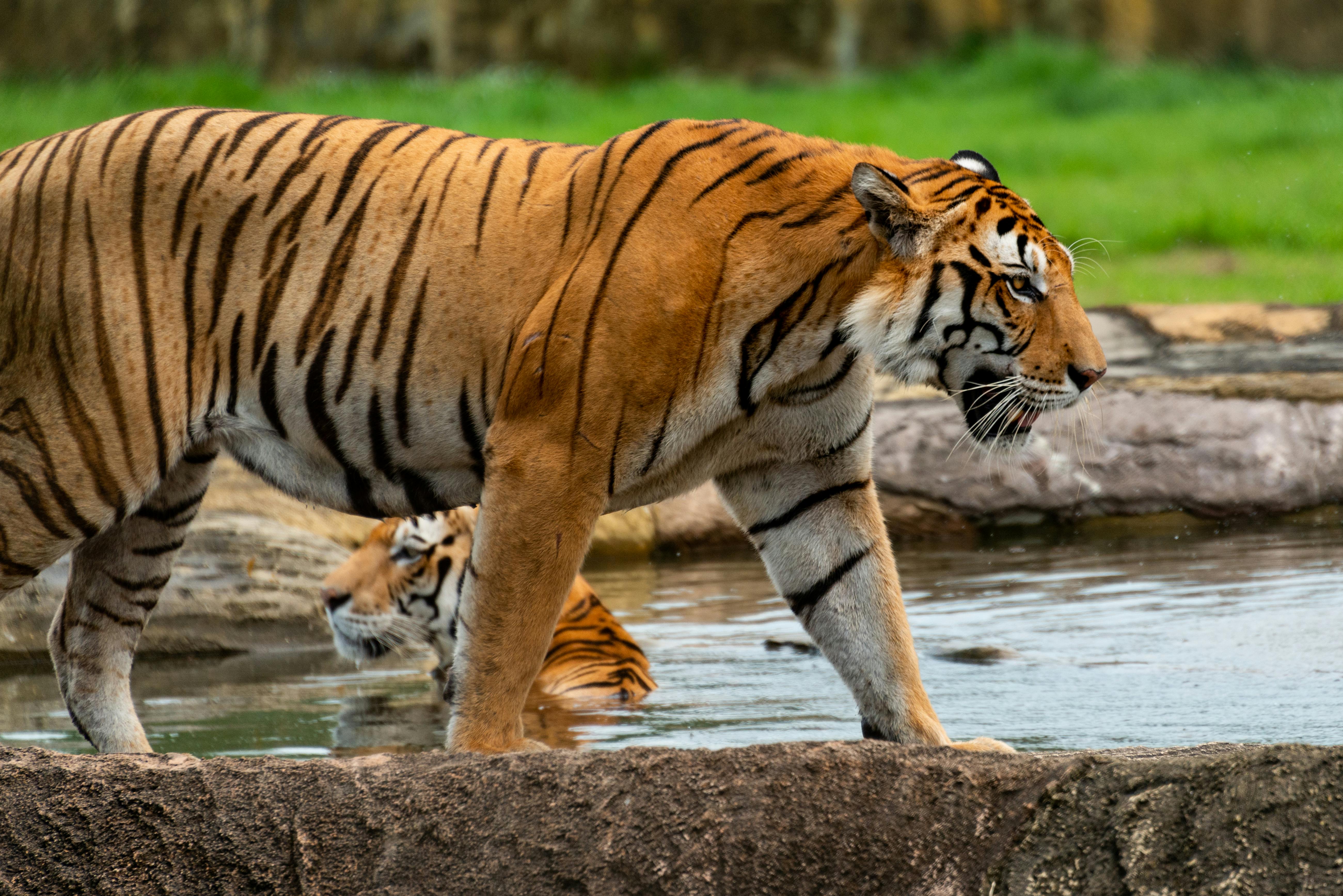 Tigers At Zoo Photos, Download The BEST Free Tigers At Zoo Stock Photos ...