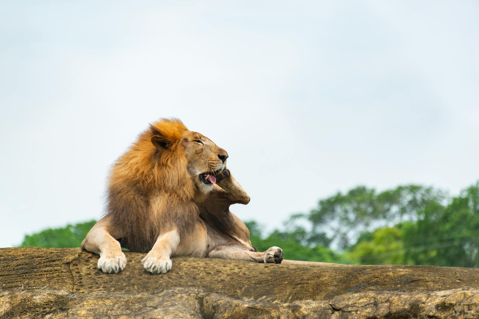 Lion Scratch Photos, Download The BEST Free Lion Scratch Stock Photos ...