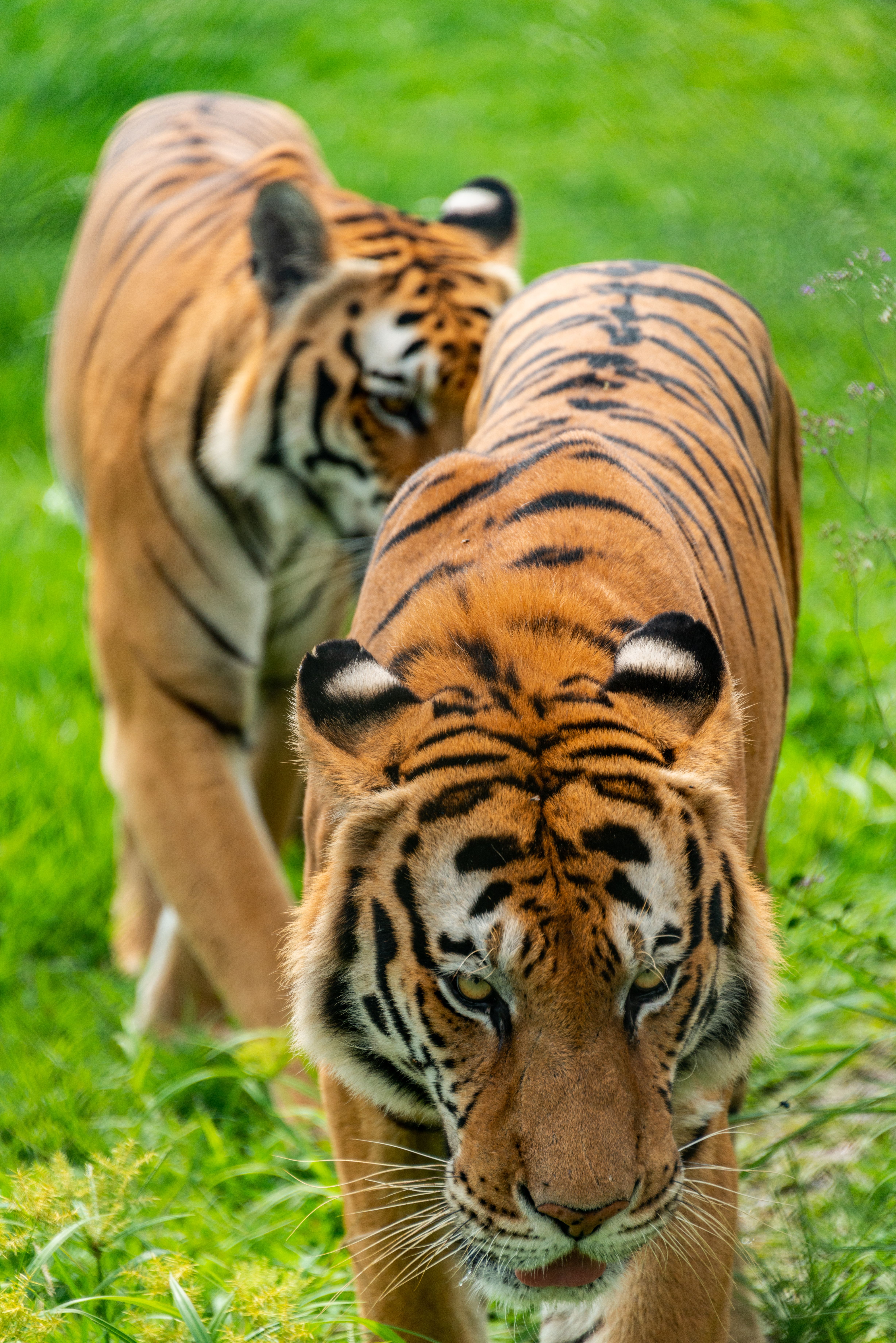 Two Tigers Walking on Grass · Free Stock Photo