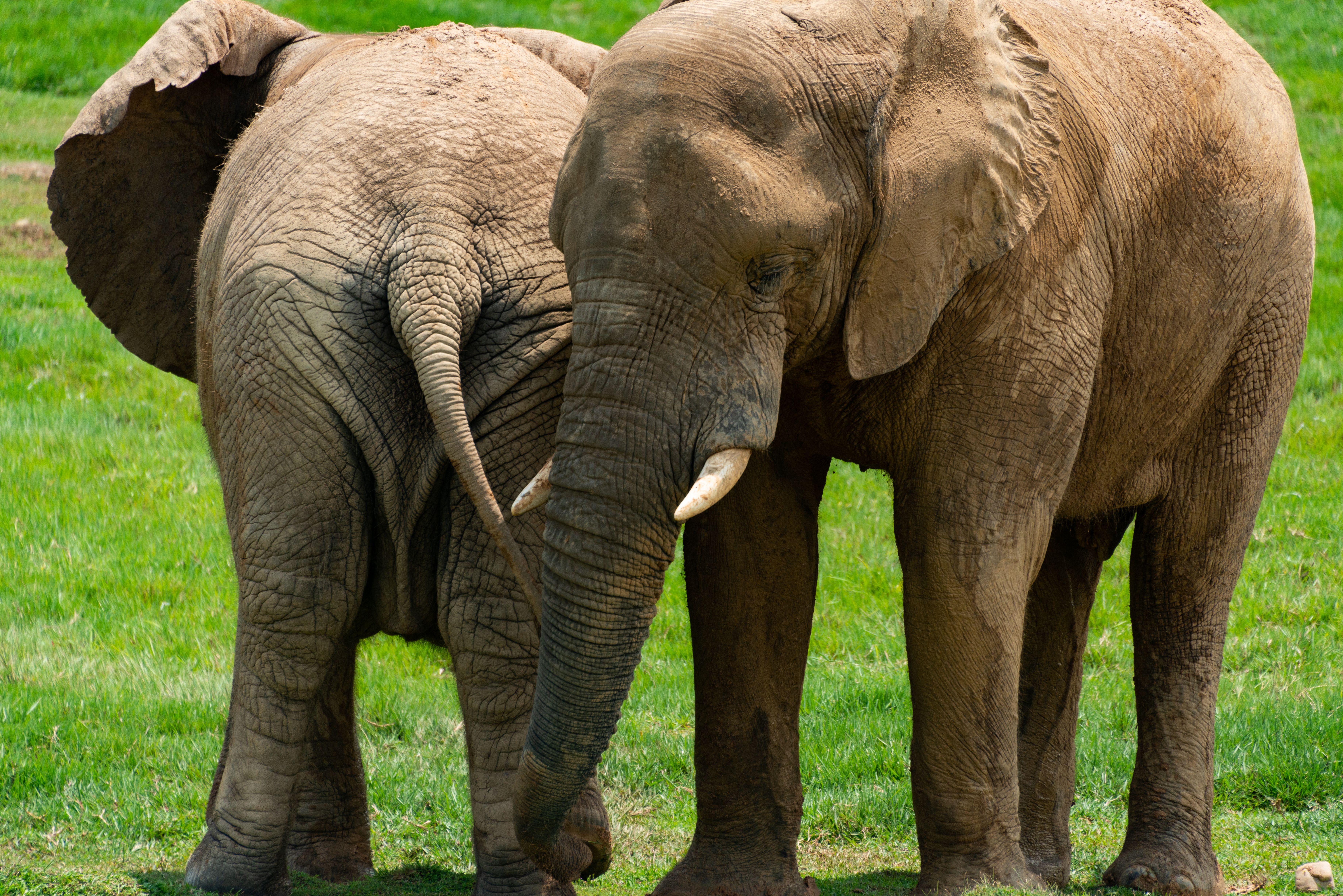 Two Elephants on a Grass Field · Free Stock Photo