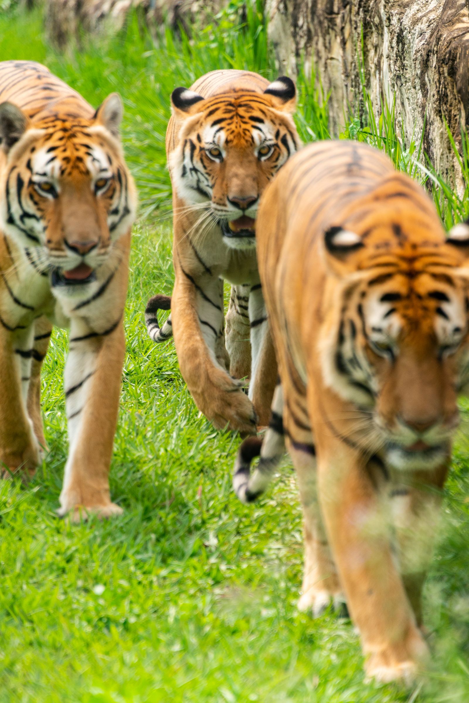 Tigers Approaching Photos, Download The BEST Free Tigers Approaching ...