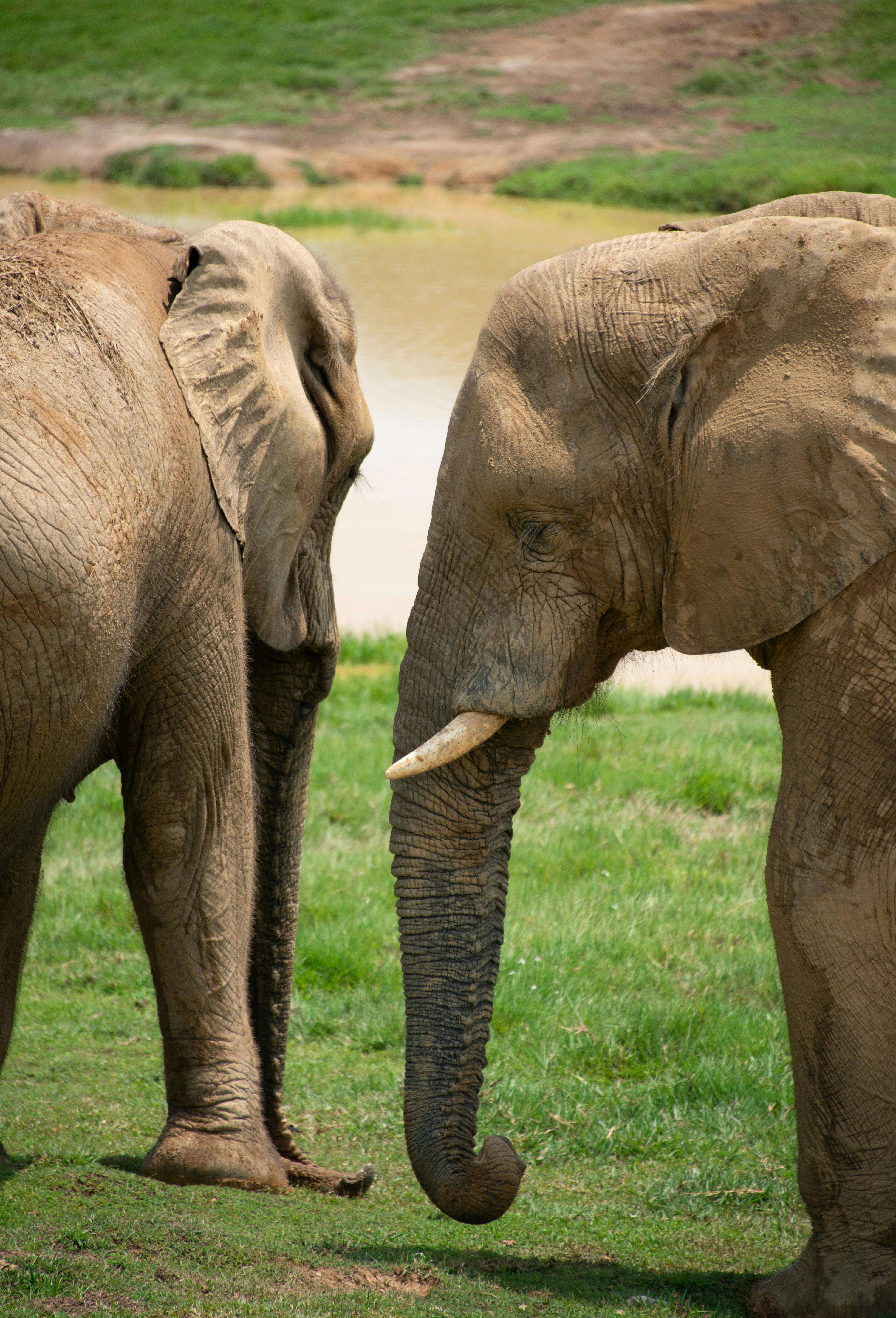 Two African Elephants · Free Stock Photo