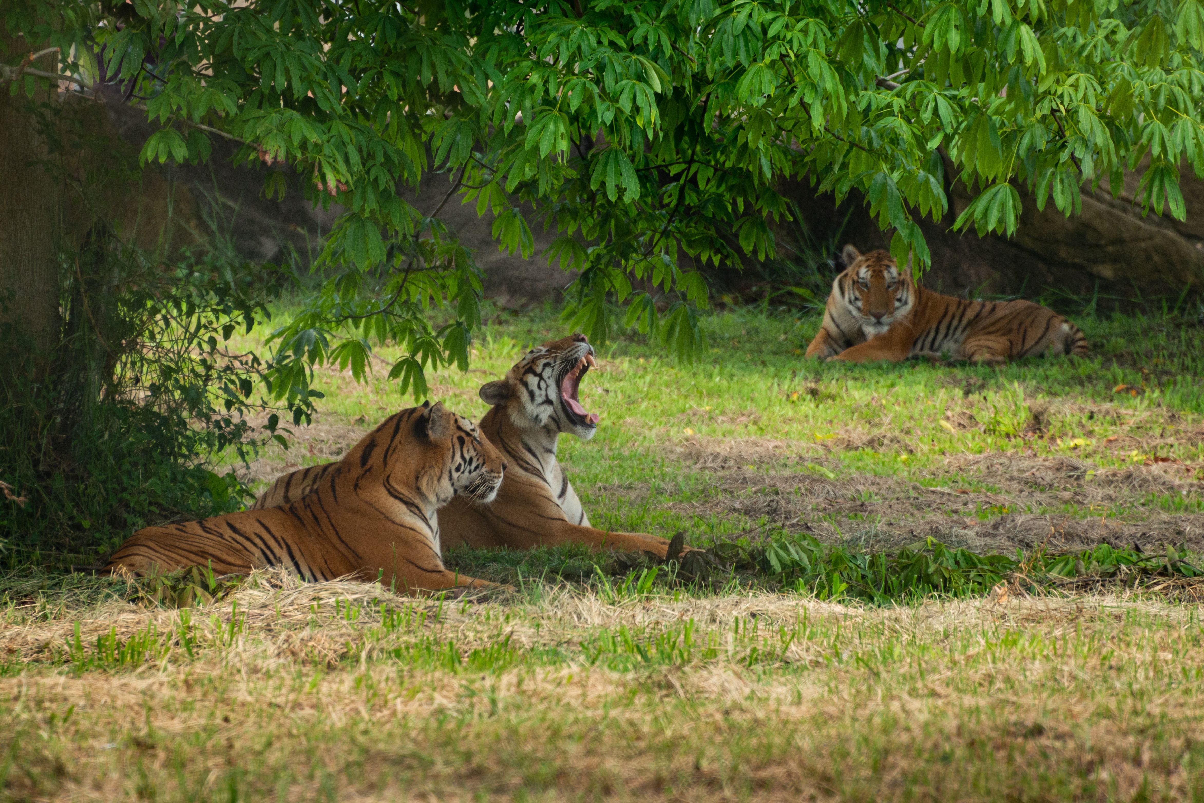 Tigers Wallpaper Photos, Download The BEST Free Tigers Wallpaper Stock ...
