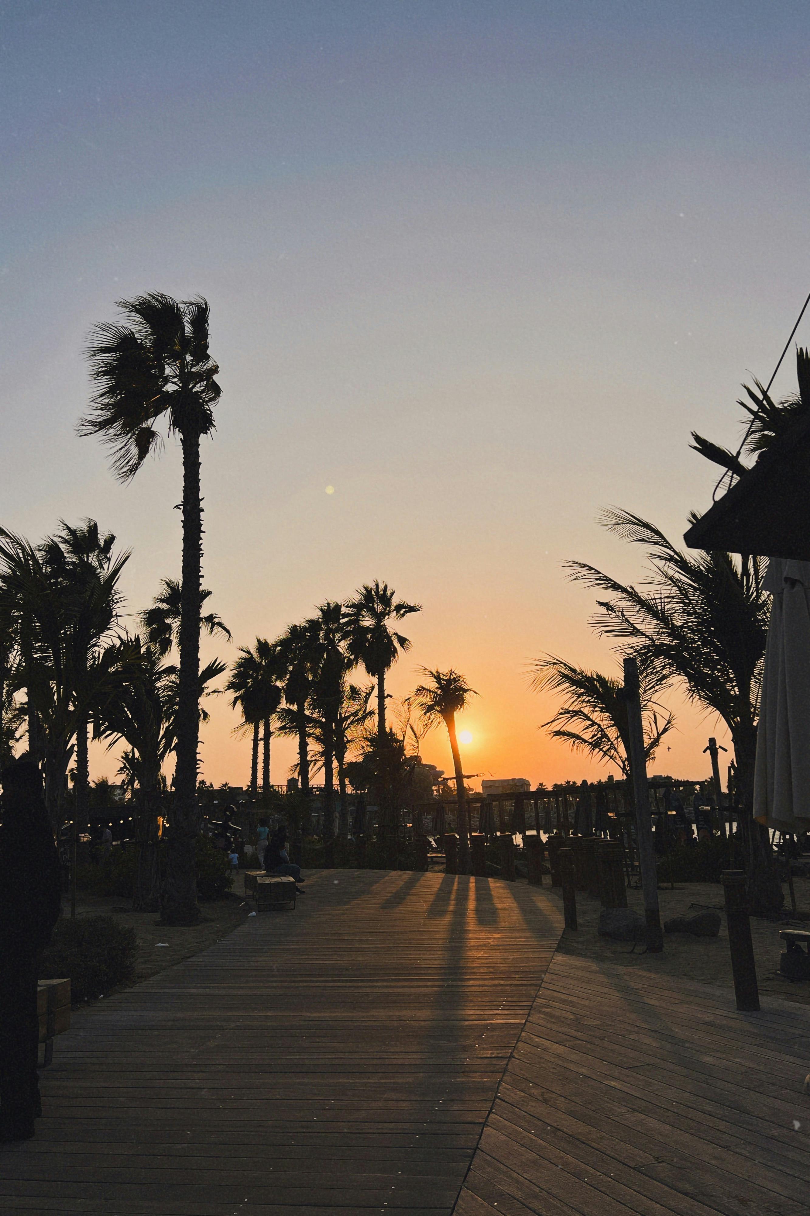 Palm Trees over Promenade in Darkness at Sunset · Free Stock Photo