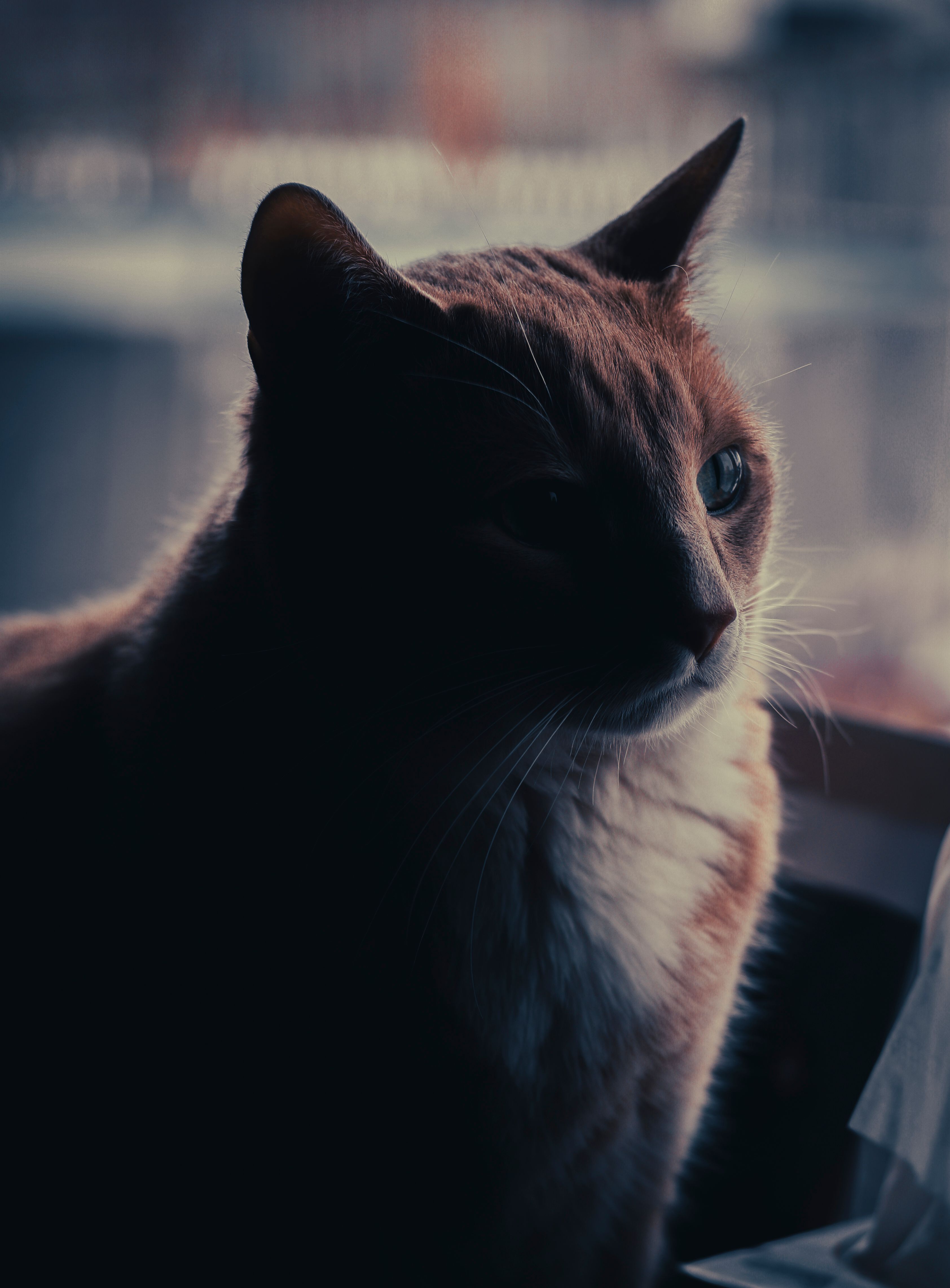 Profile Picture Cat Photos, Download The BEST Free Profile Picture Cat ...