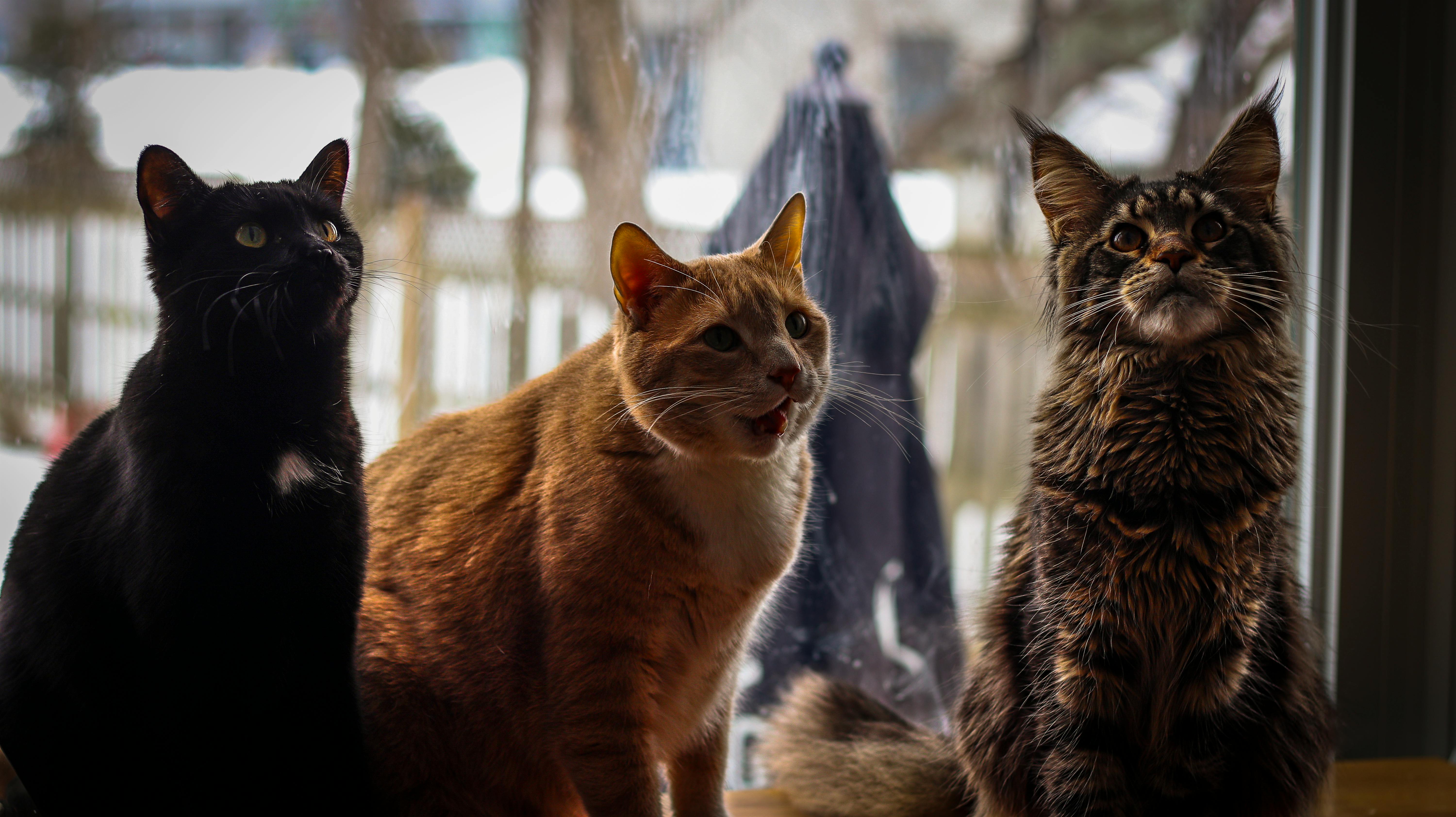 Cute Screensaver Photos, Download The BEST Free Cute Screensaver Stock ...