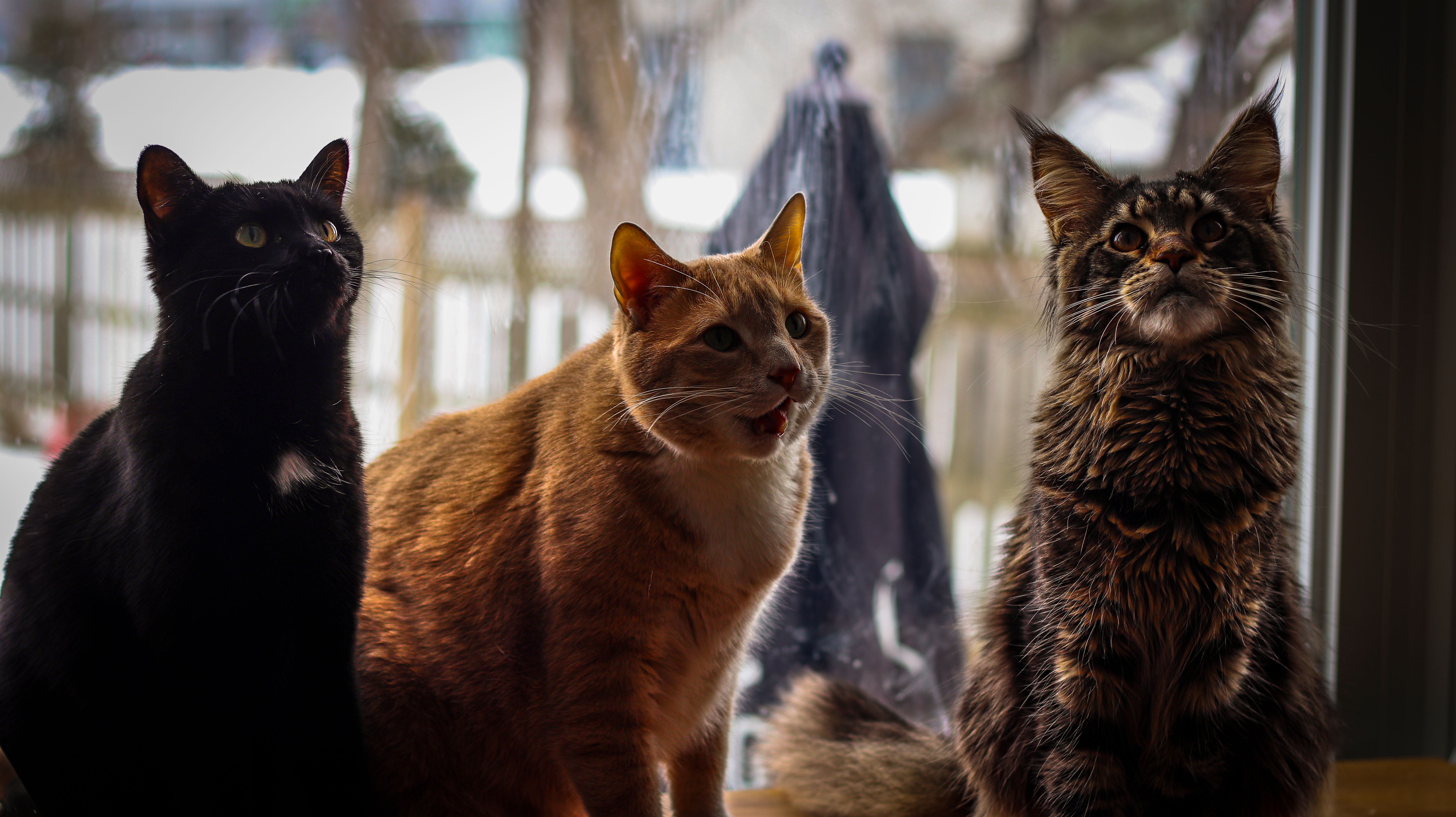 Cats Sitting and Looking Up · Free Stock Photo