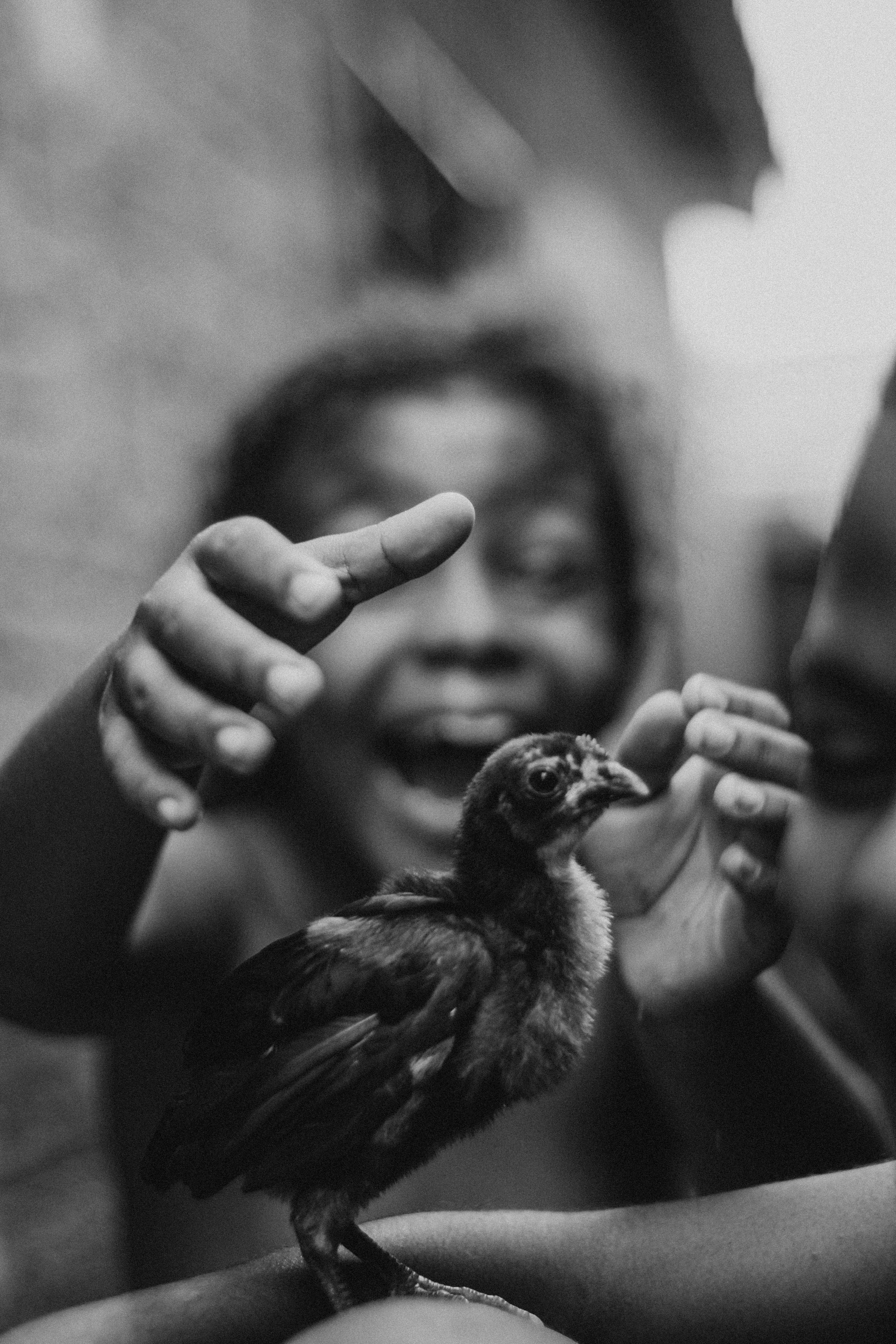 Joyful child with bird on hand in black and white · Free Stock Photo