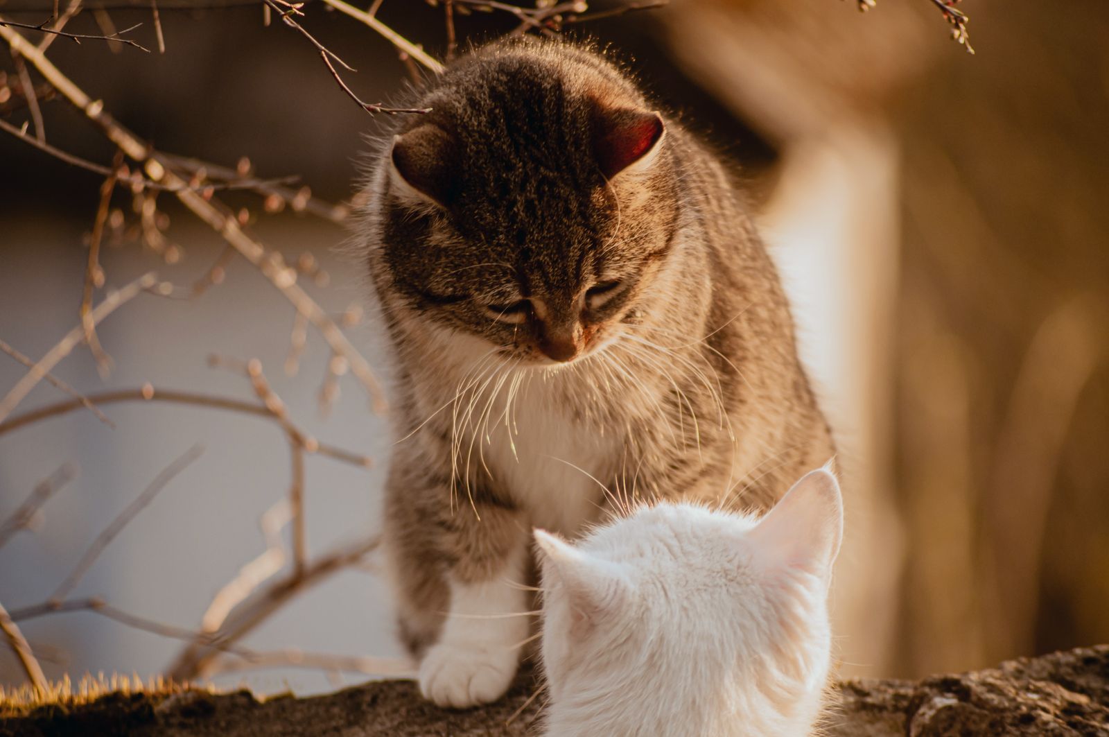 35.222+ Fotos y Imágenes de Gatos 4k Gratis · Banco de Fotos Gratis