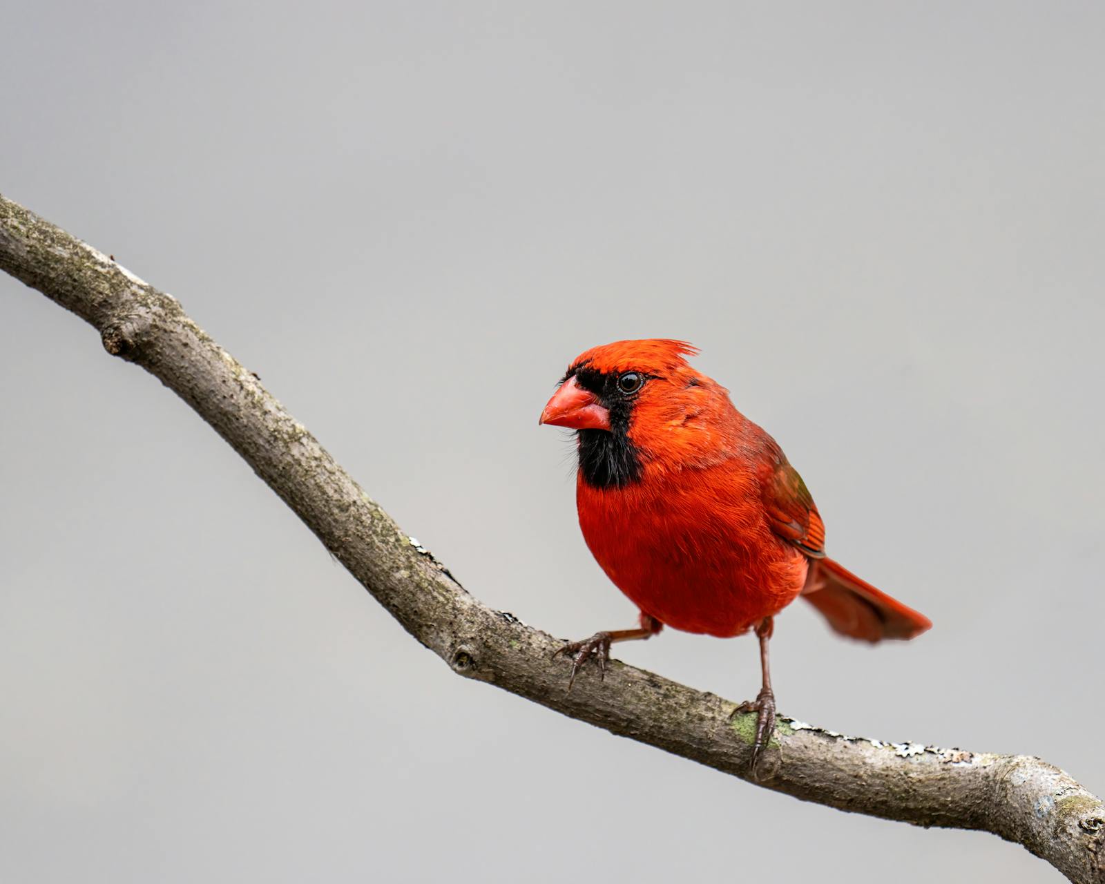 Cardinal Bird With White Background Photos, Download The BEST Free ...