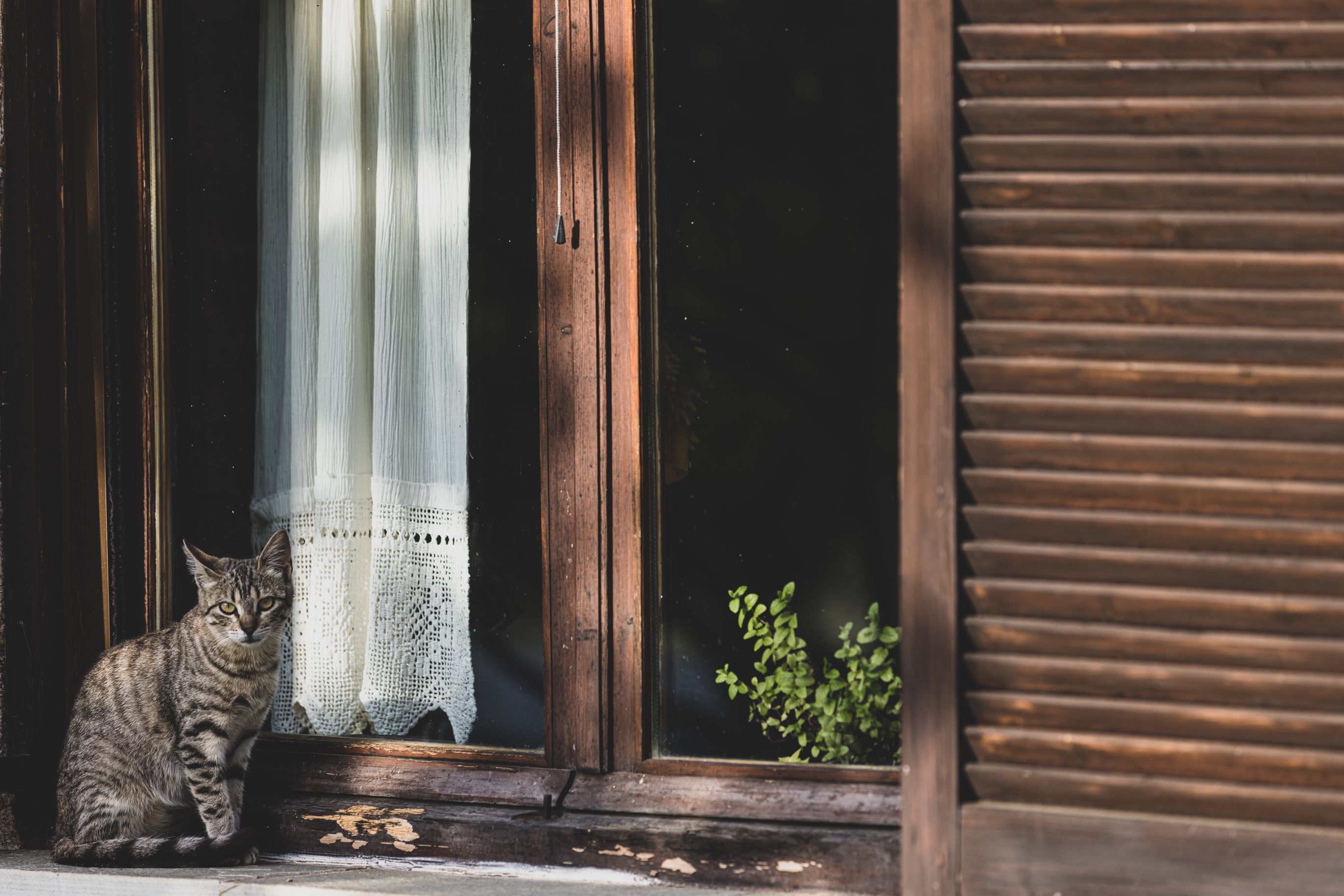 Cat Sitting near Wooden Windows · Free Stock Photo