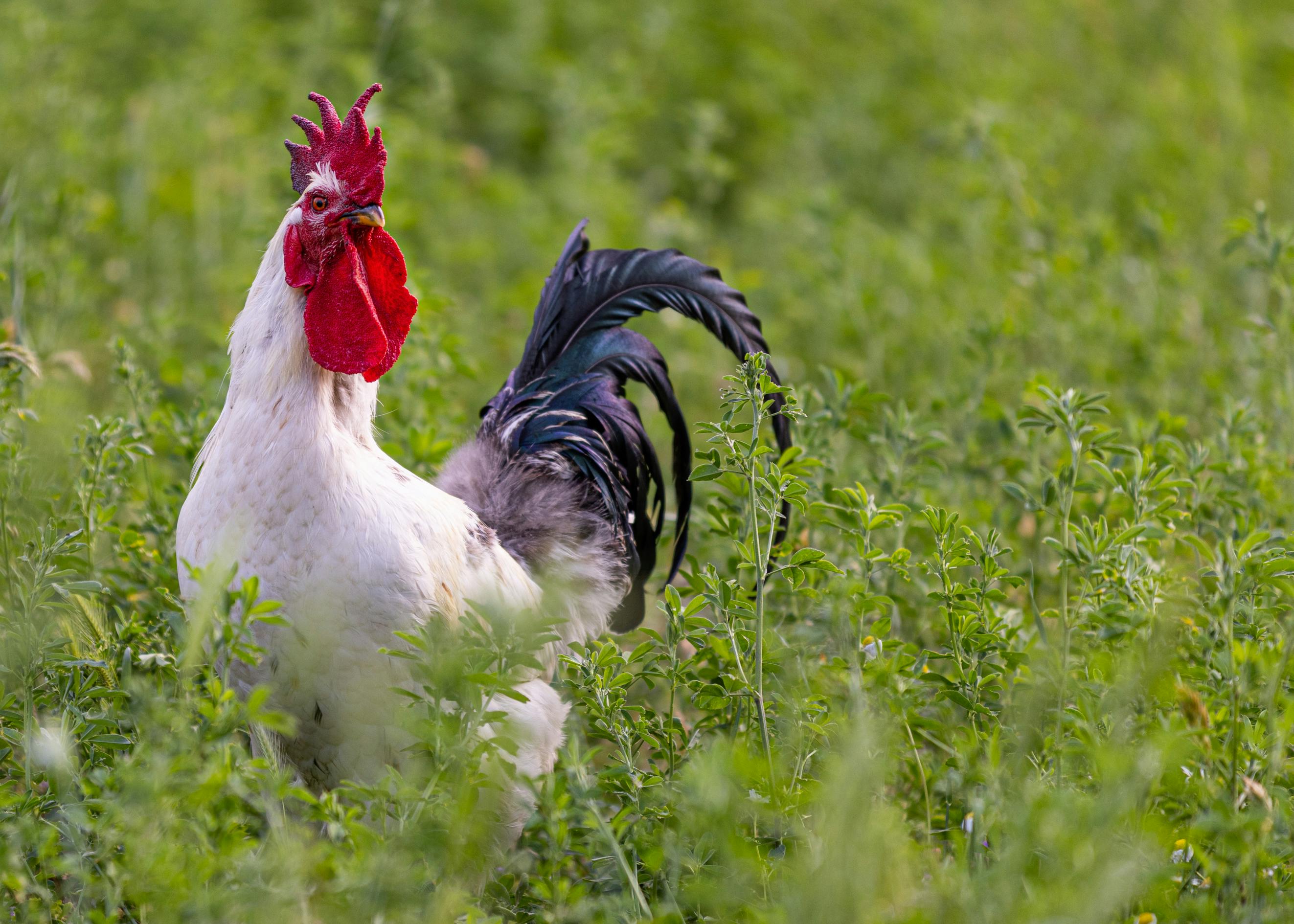 Chris Photoclicker - Photography