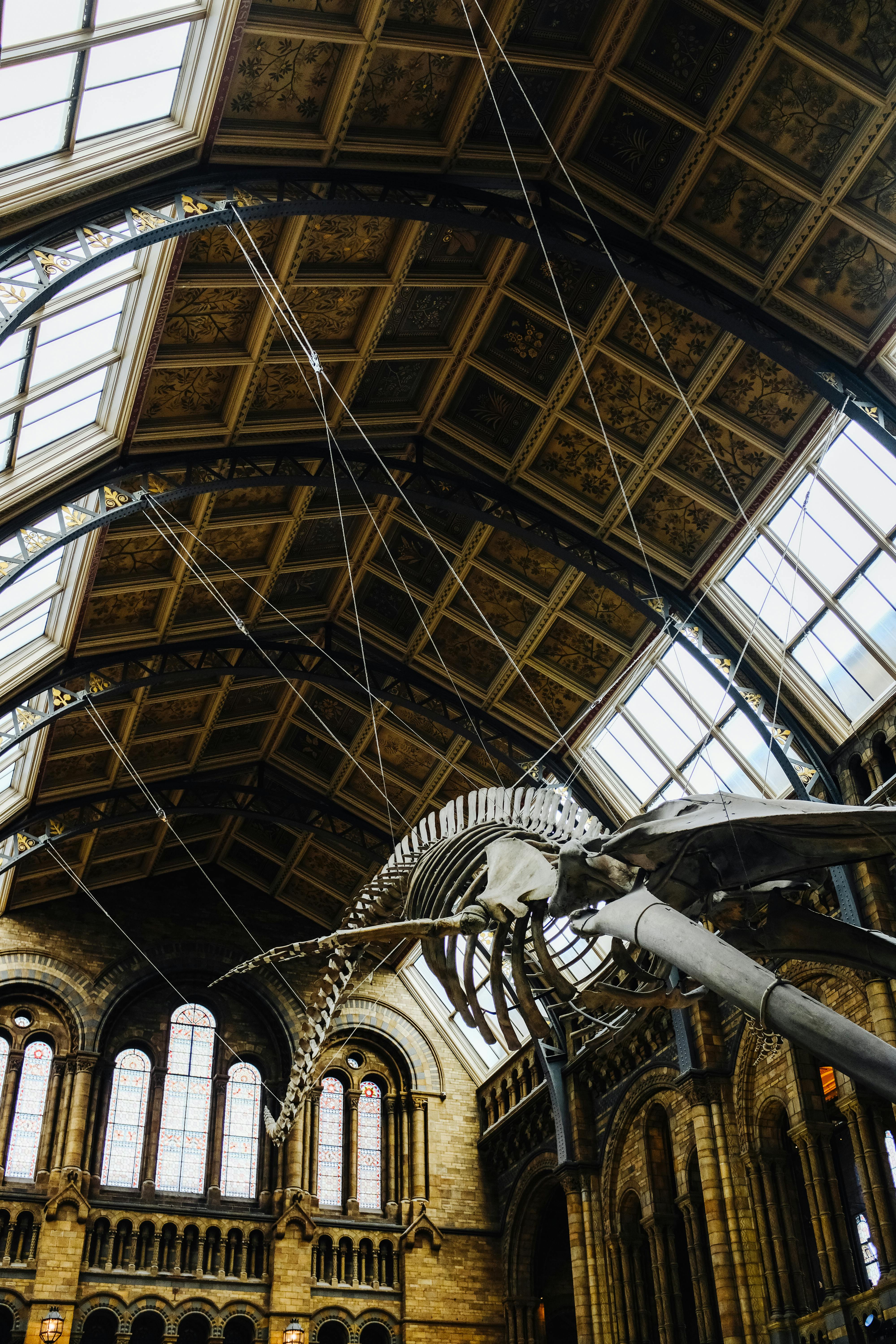 Ornamented Ceiling over Dinosaur Skeleton in Museum · Free Stock Photo
