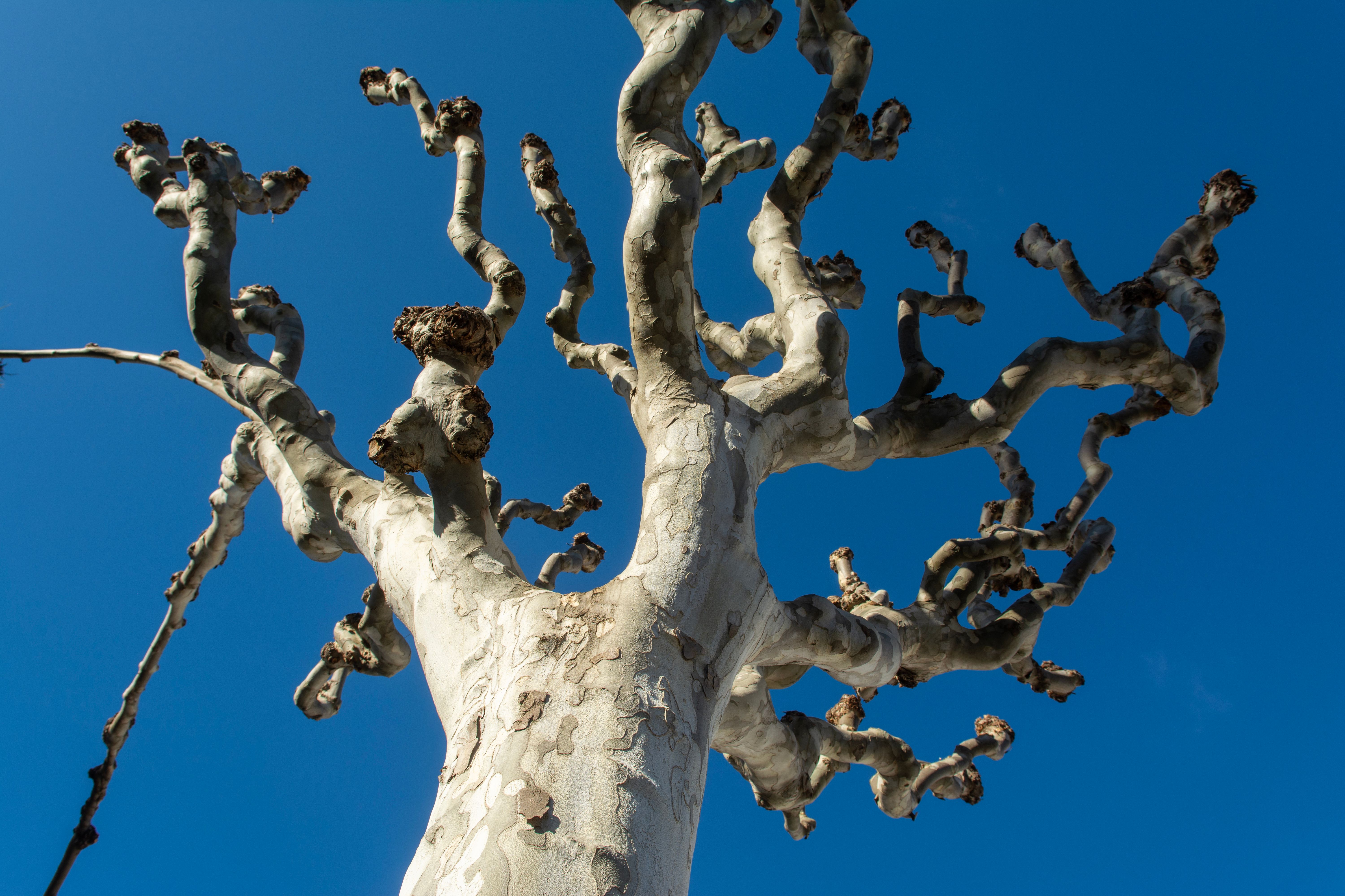 Barren Branches of Tree · Free Stock Photo