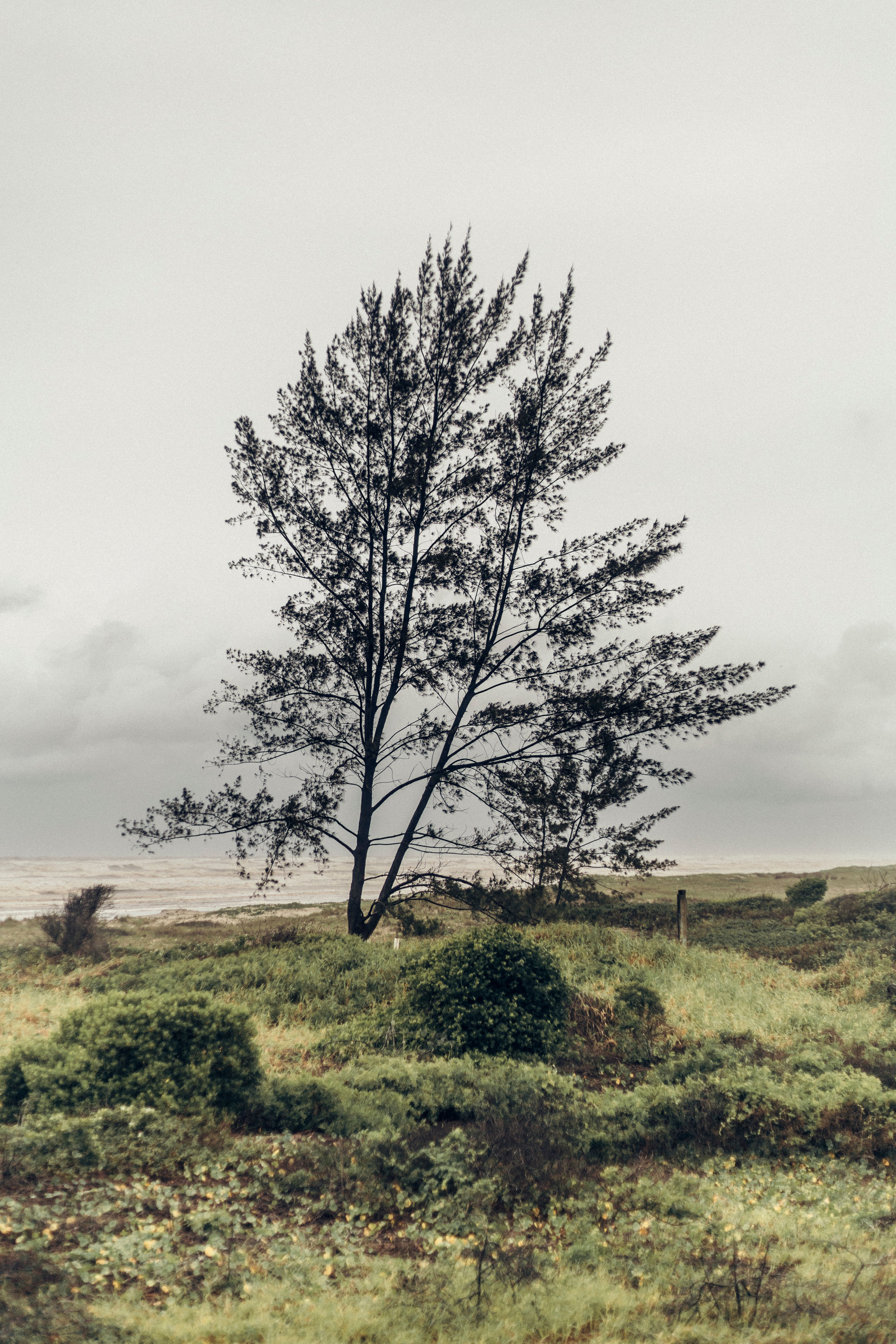 Tree in Seaside · Free Stock Photo
