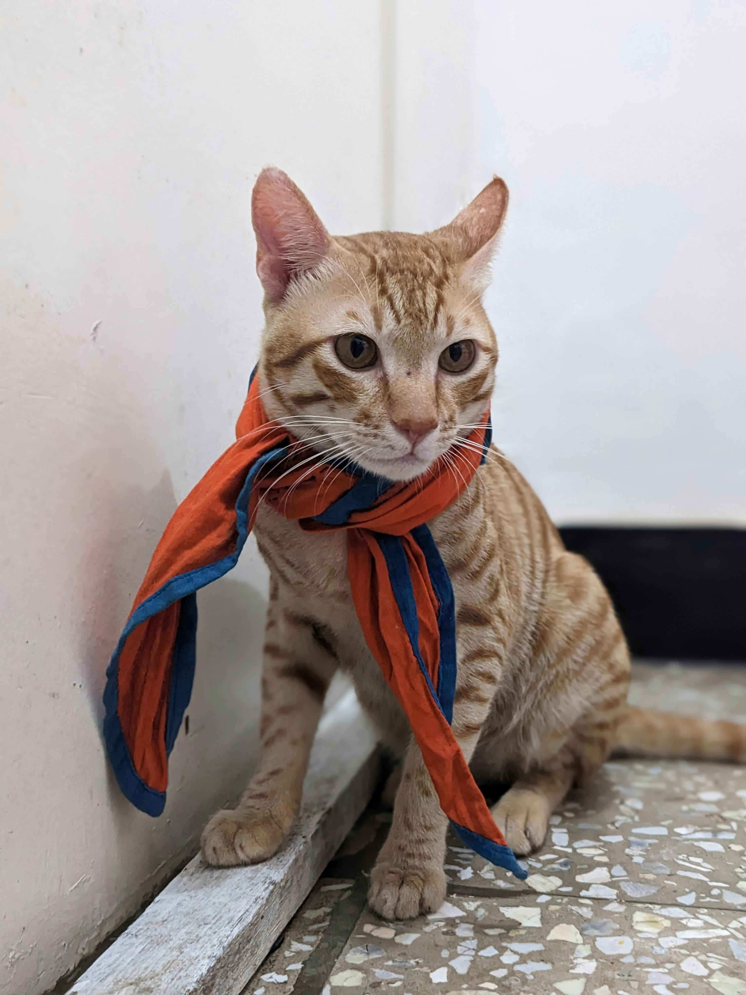 Animated Portrait Photos, Download The BEST Free Animated Portrait ...